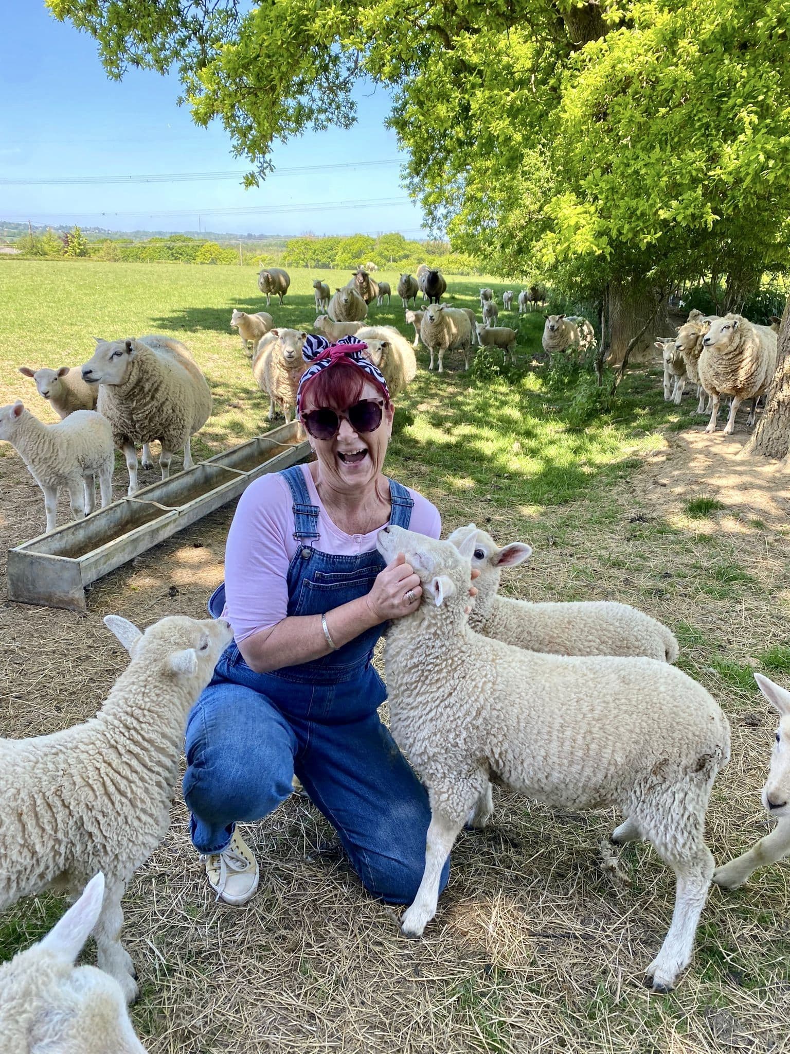 Sanctuary Farm About Sanctuary Farm