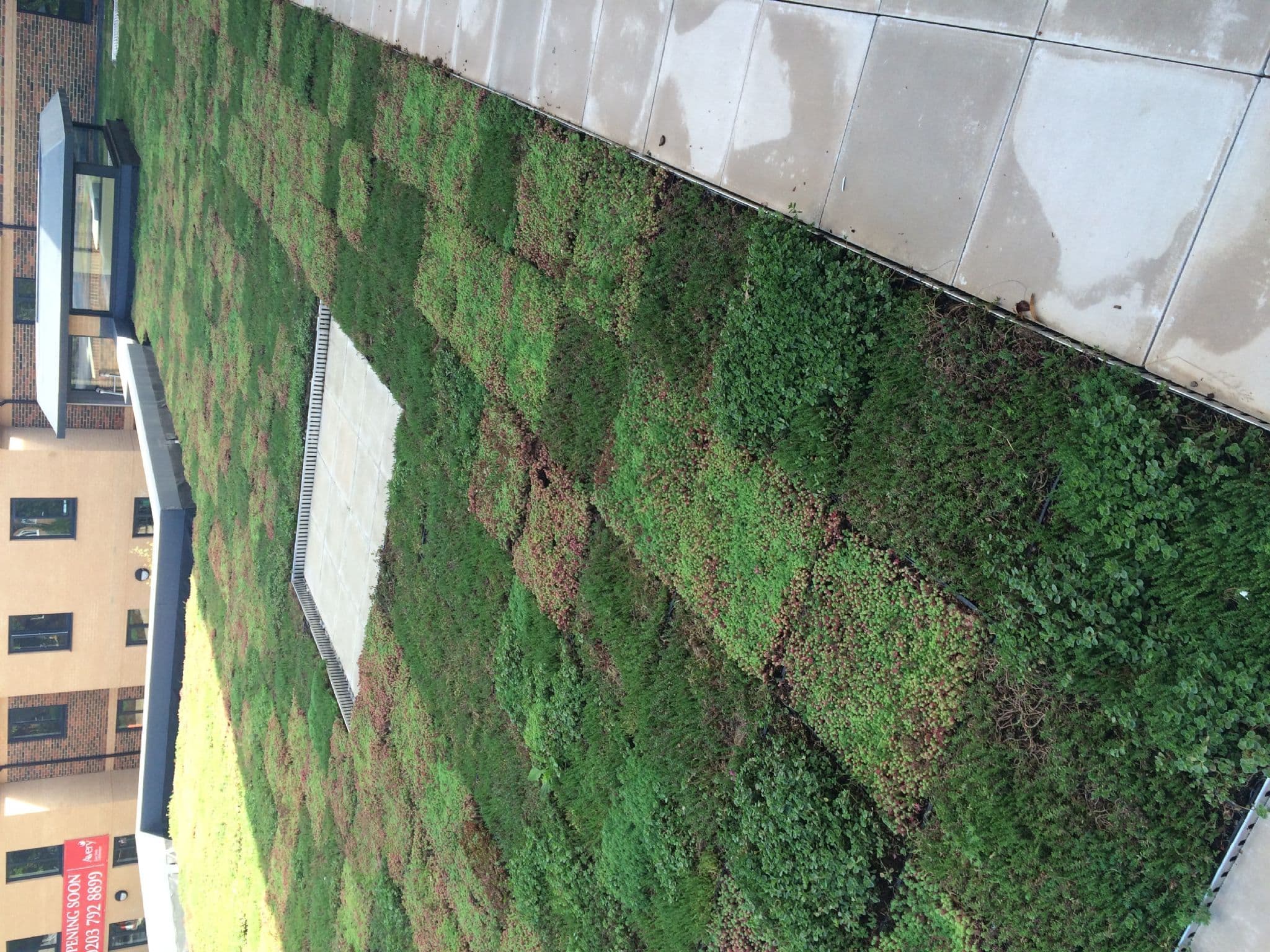 M-Tray SEDUM/Wildflower Green Roof Module 500x500x100mm