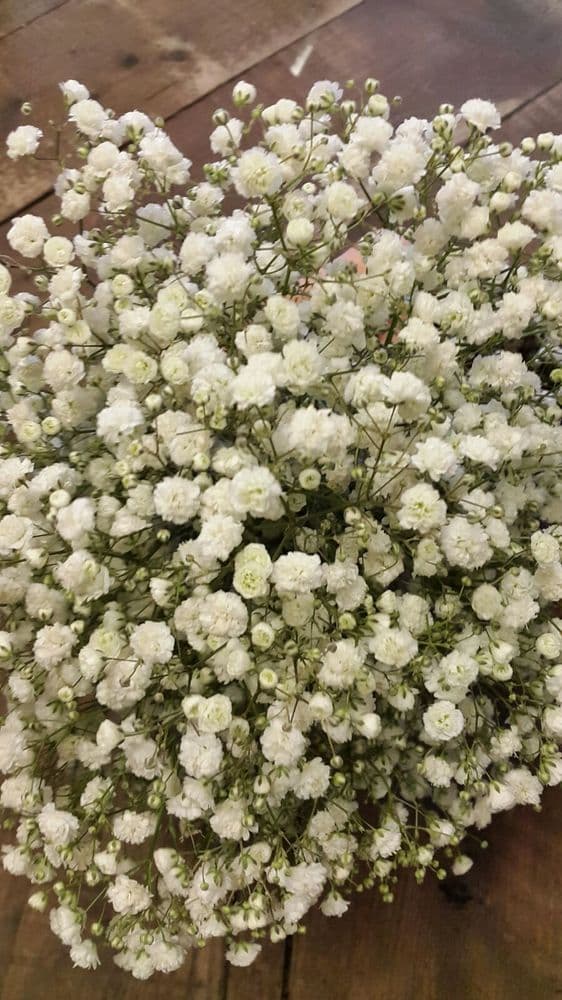 Bridesmaids Gyp Hand Tied Bouquet