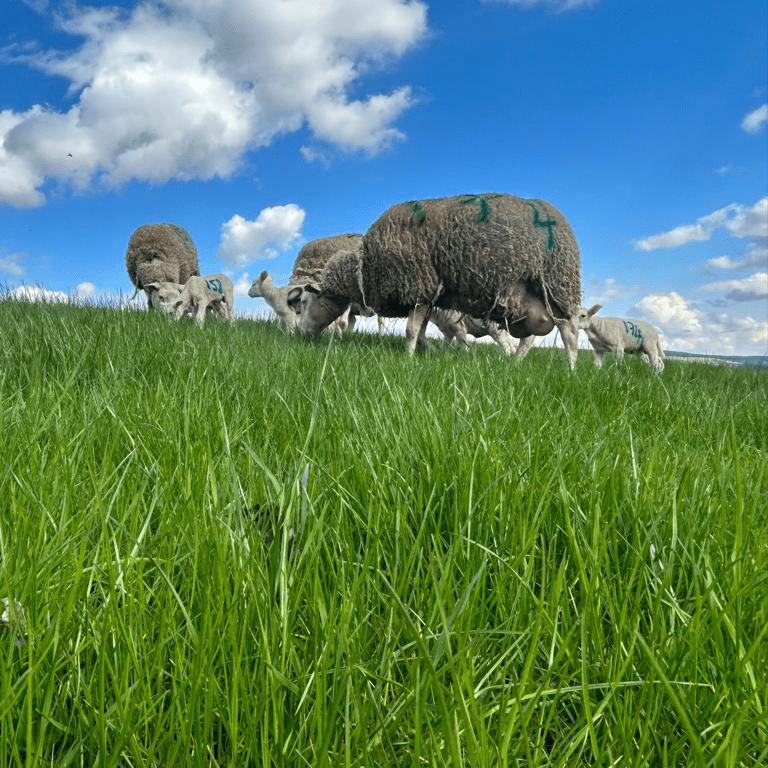 Grass-Fed Whole Sheep s Milk - 4 Litre Package