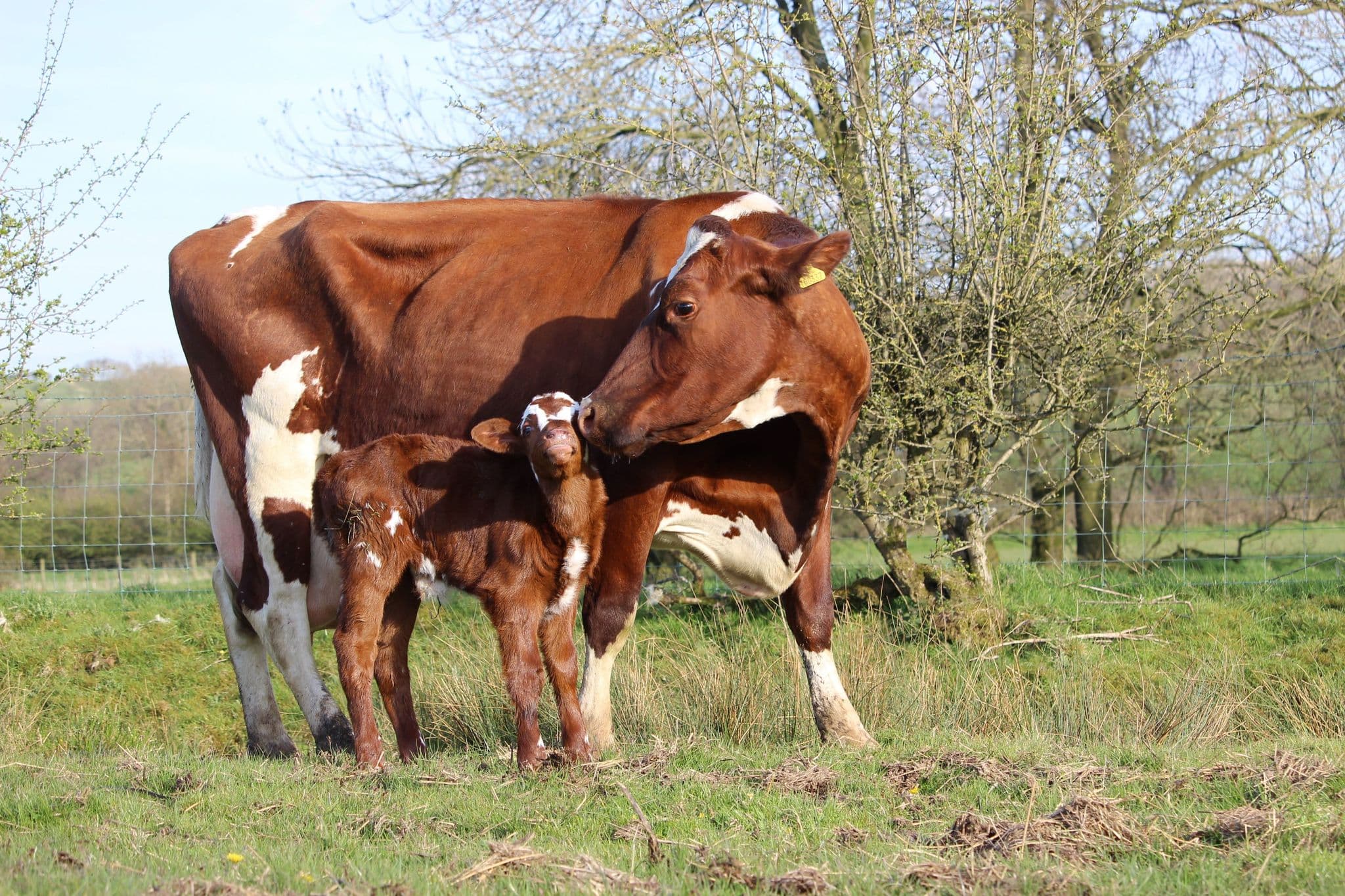 Gazegill Organics Gallery