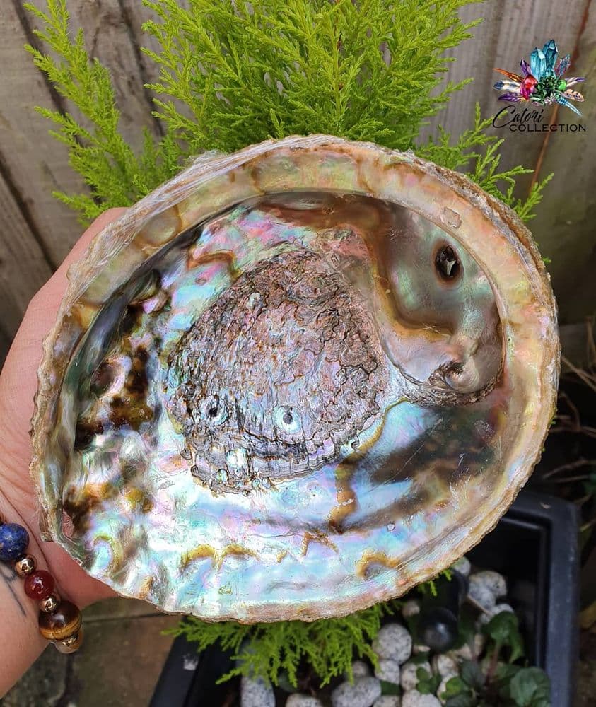 Large Abalone Shell