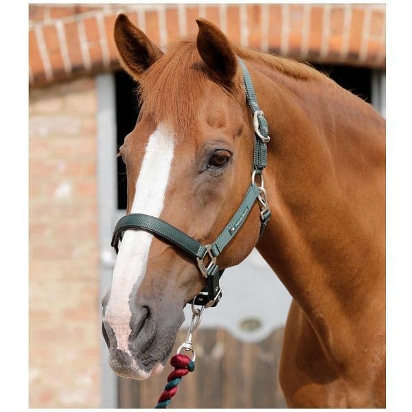 Premier Equine Plain Padded Horse Head Collar - Green