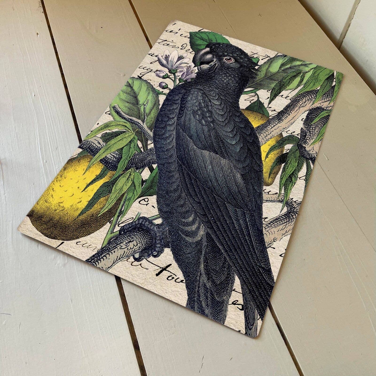 Black Parrot Bird Metal Wall Sign