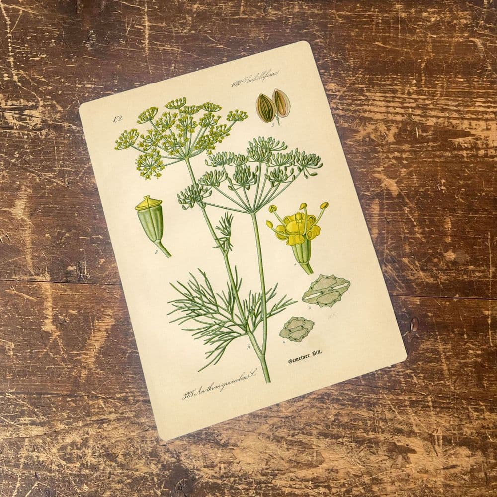 Dill Herb flowers Botanical Vintage Illustrations Metal sign