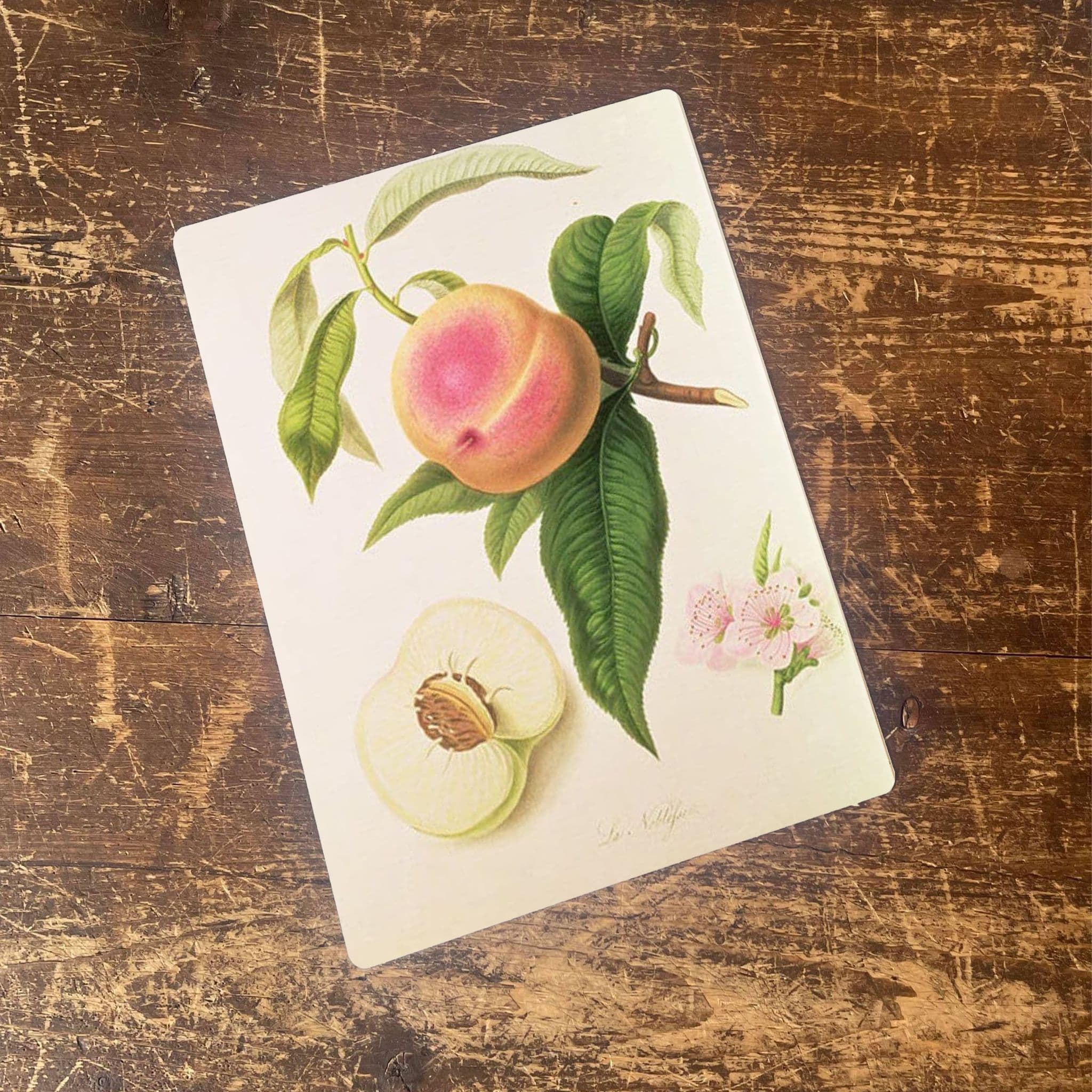 Fruit Noblesse Peach Botanical Flower illustration Metal Wall Sign