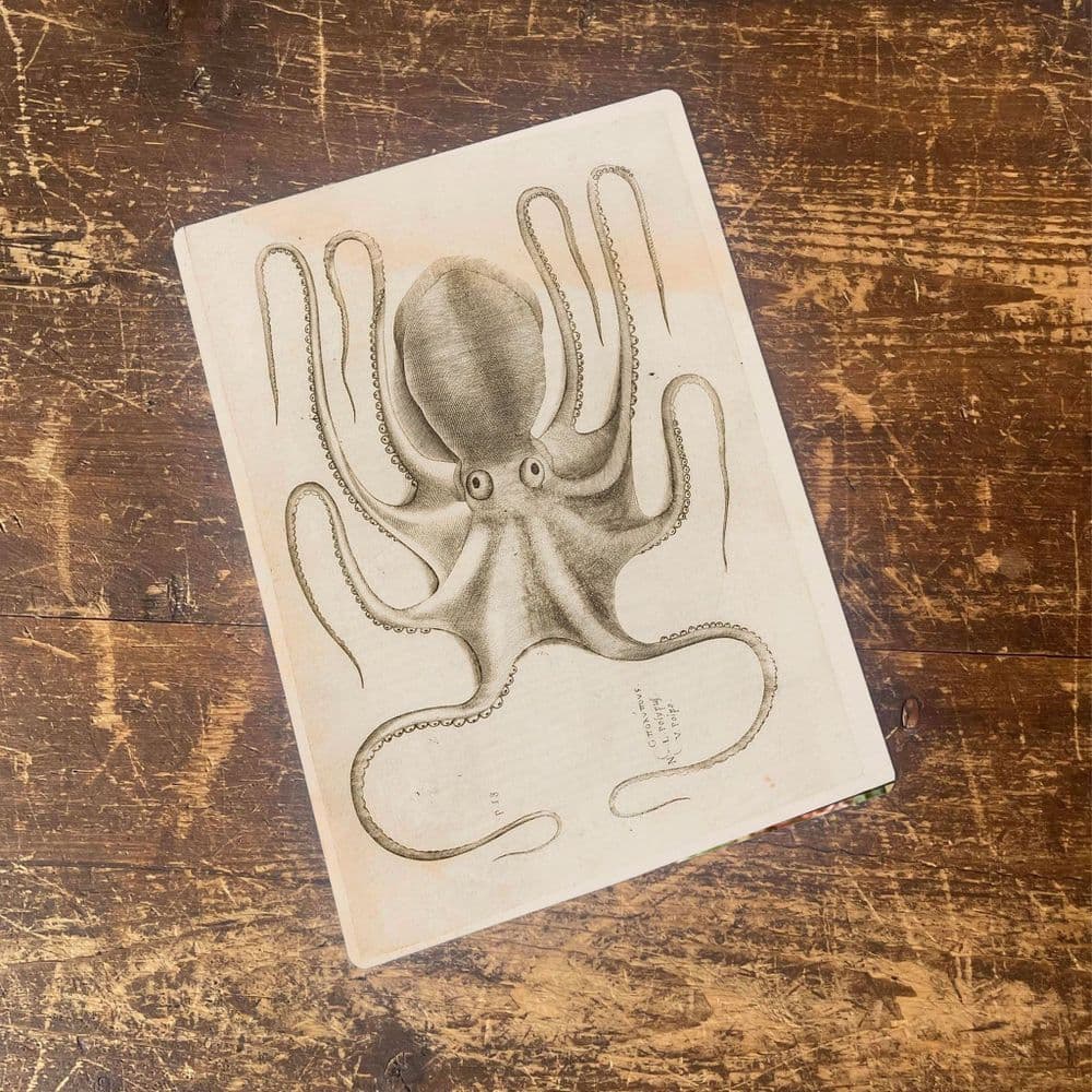 octopus botanical illustration b Metal Wall Sign