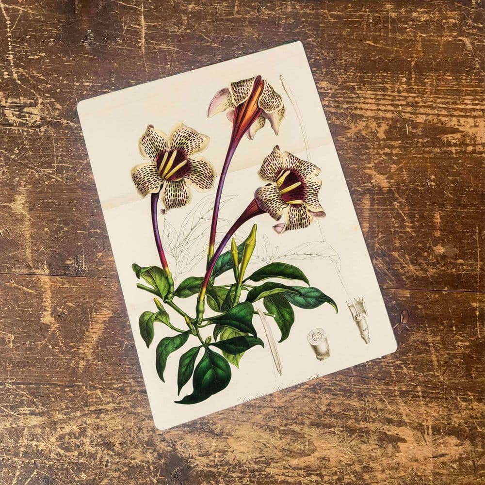 Rothmannia longiflora Flowers - Metal Botanical Wall Sign