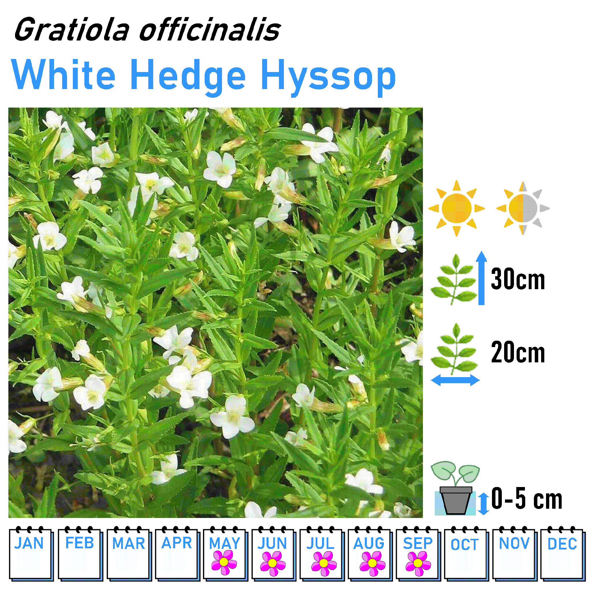 Bushy Flowers - Marginal and Bog Pond Plant- 9cm Pot