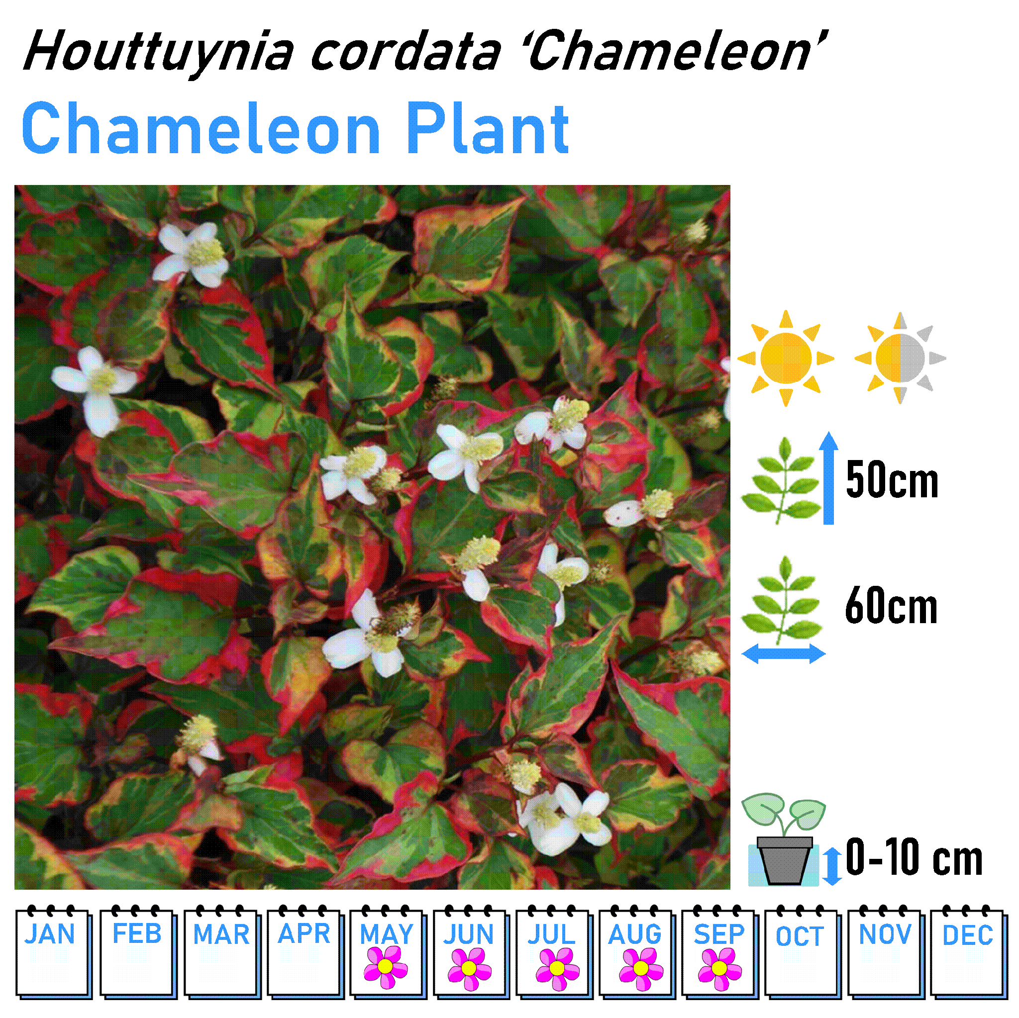 Bushy Flowers - Marginal and Bog Pond Plant- 9cm Pot