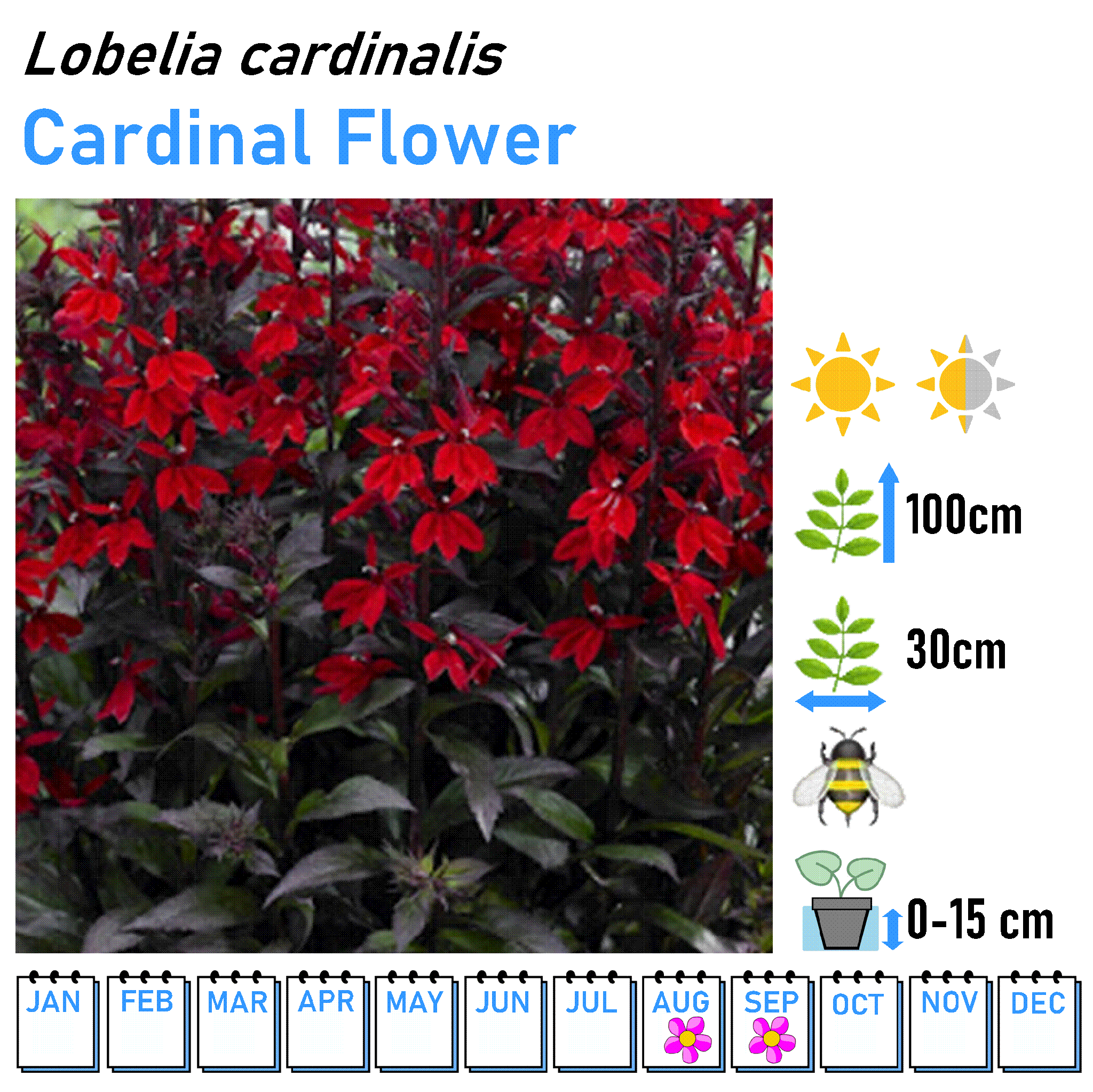 Bushy Flowers - Marginal and Bog Pond Plant- 9cm Pot