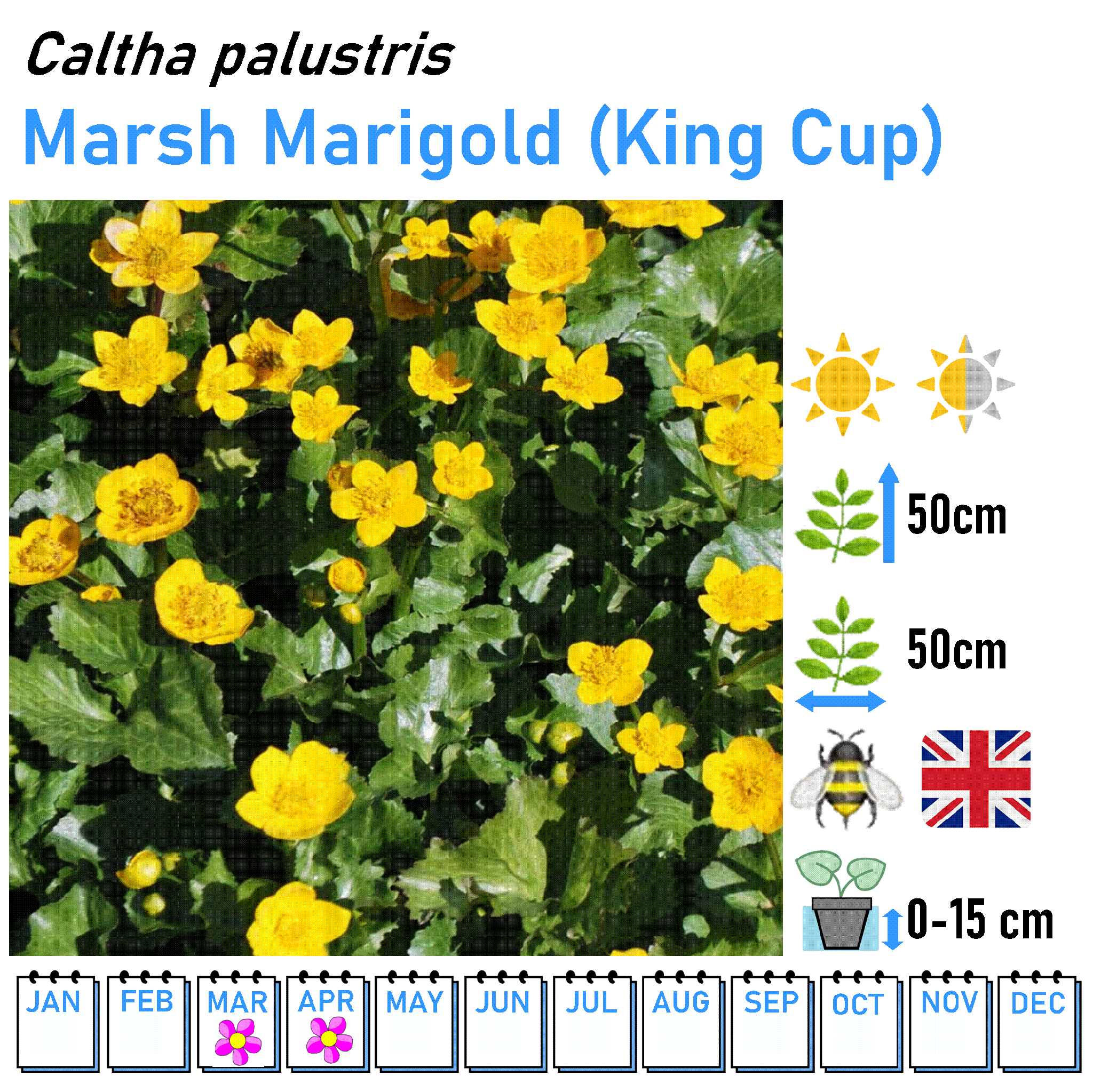 Bushy Flowers - UK NATIVE - Marginal and Bog Pond Plant- 9cm Pot