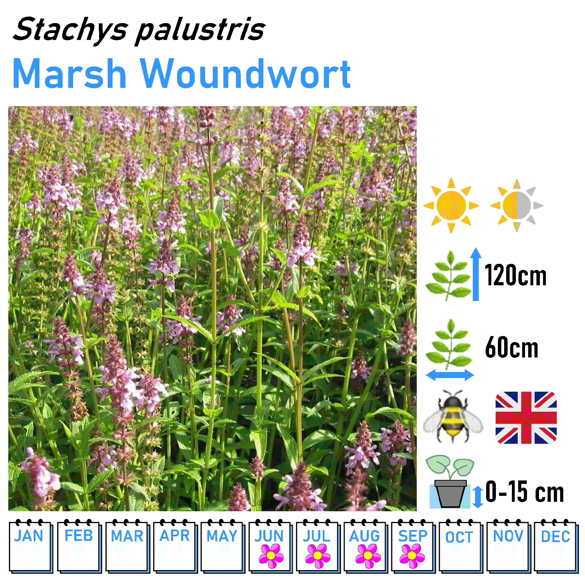 Bushy Flowers - UK NATIVE - Marginal and Bog Pond Plant- 9cm Pot