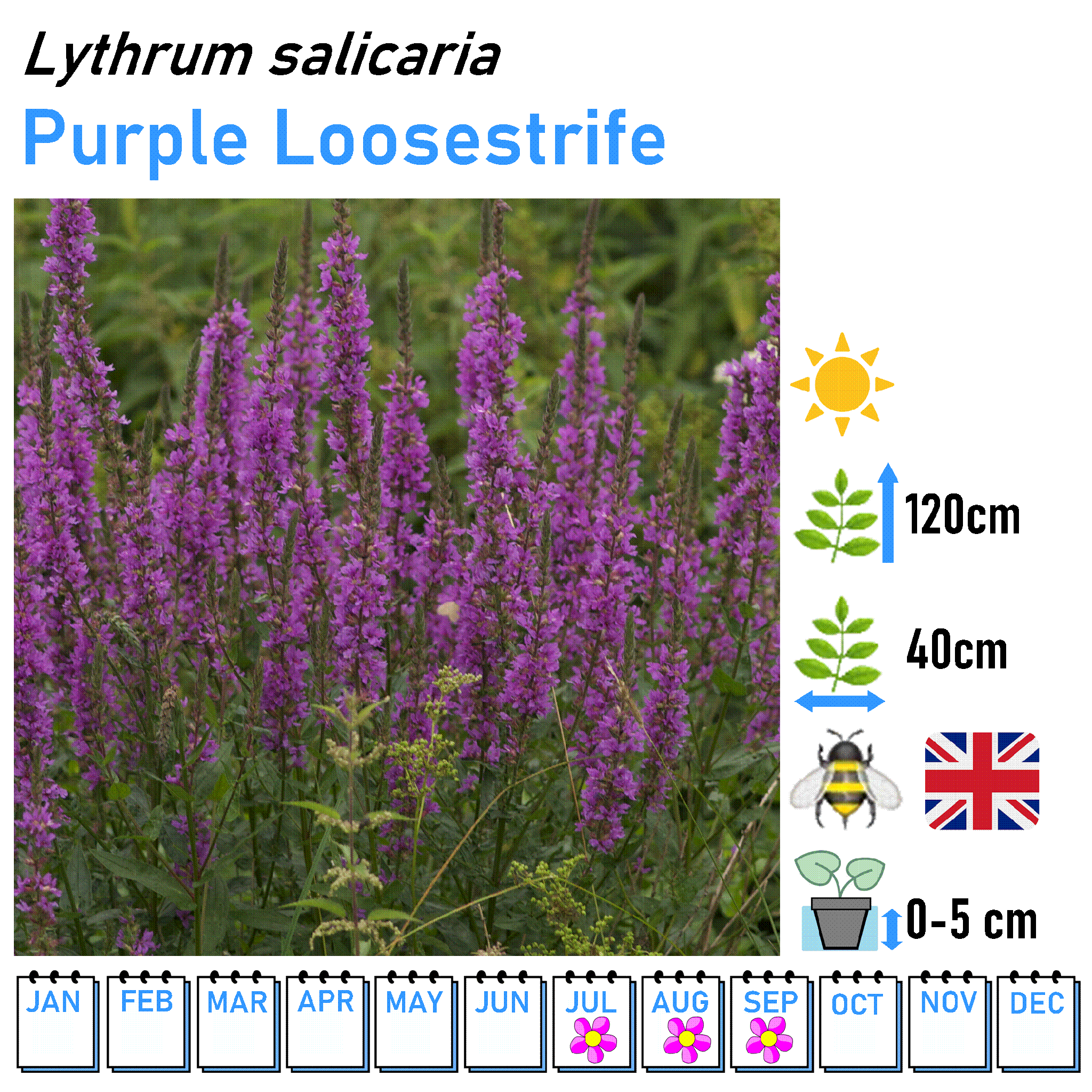 Bushy Flowers - UK NATIVE - Marginal and Bog Pond Plant- 9cm Pot