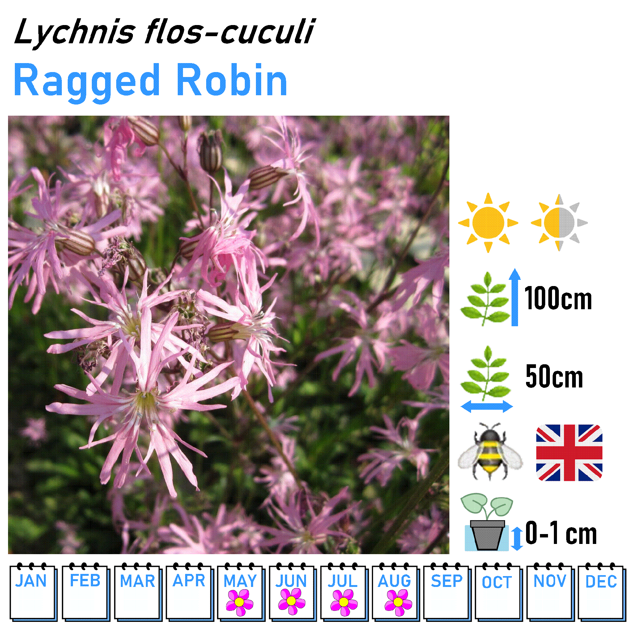 Bushy Flowers - UK NATIVE - Marginal and Bog Pond Plant- 9cm Pot