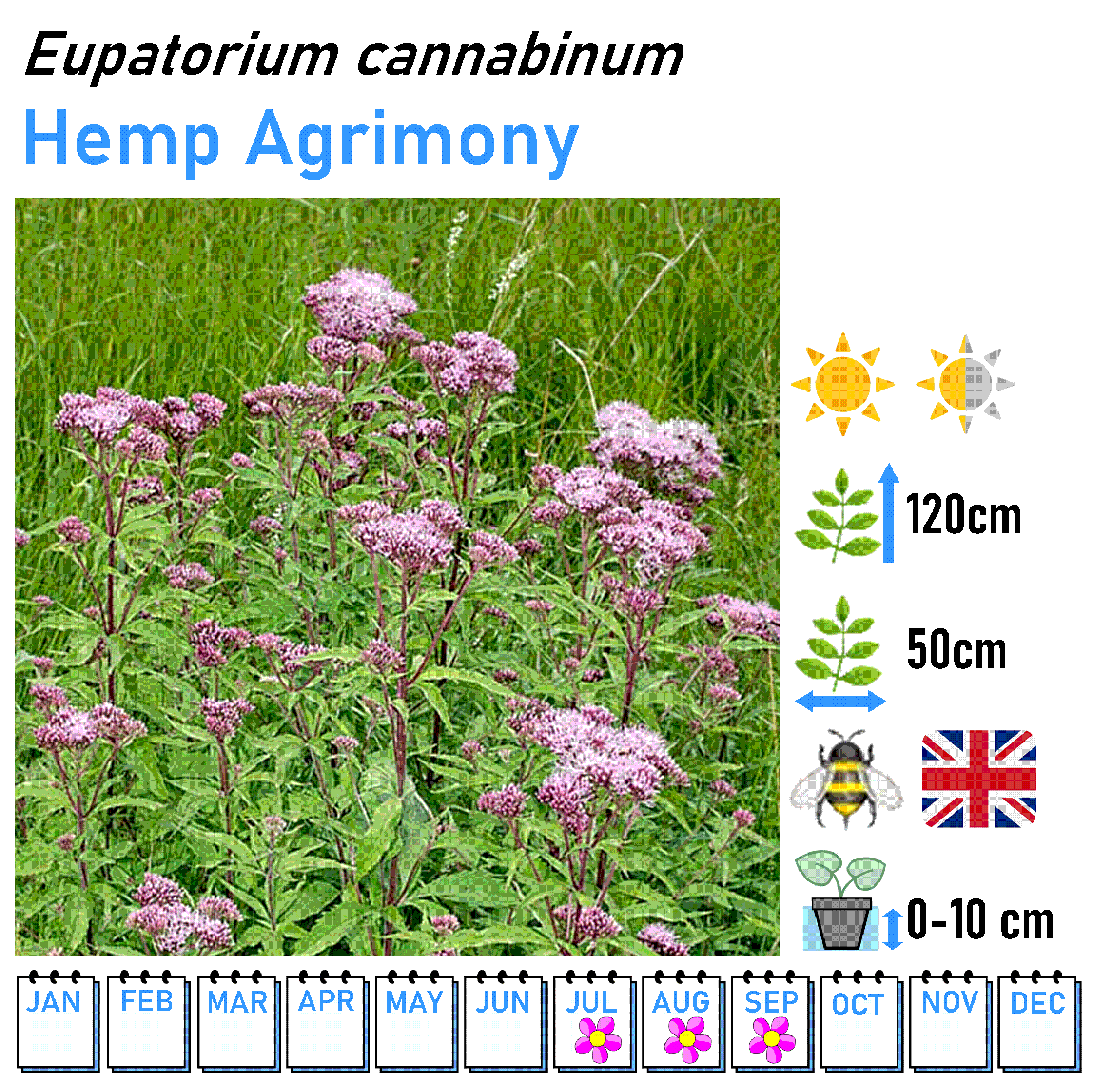 Bushy Flowers - UK NATIVE - Marginal and Bog Pond Plant- 9cm Pot