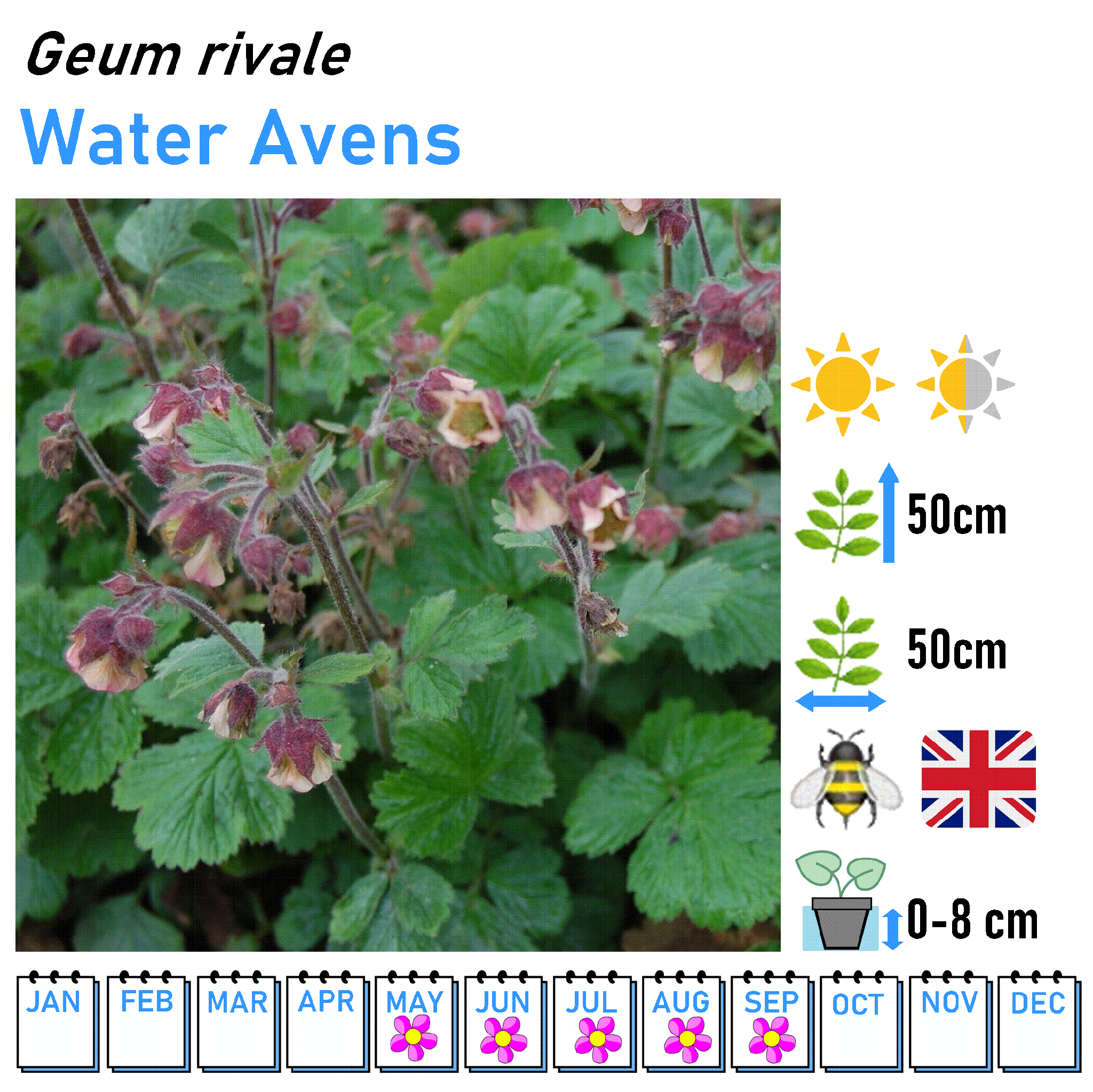 Bushy Flowers - UK NATIVE - Marginal and Bog Pond Plant- 9cm Pot