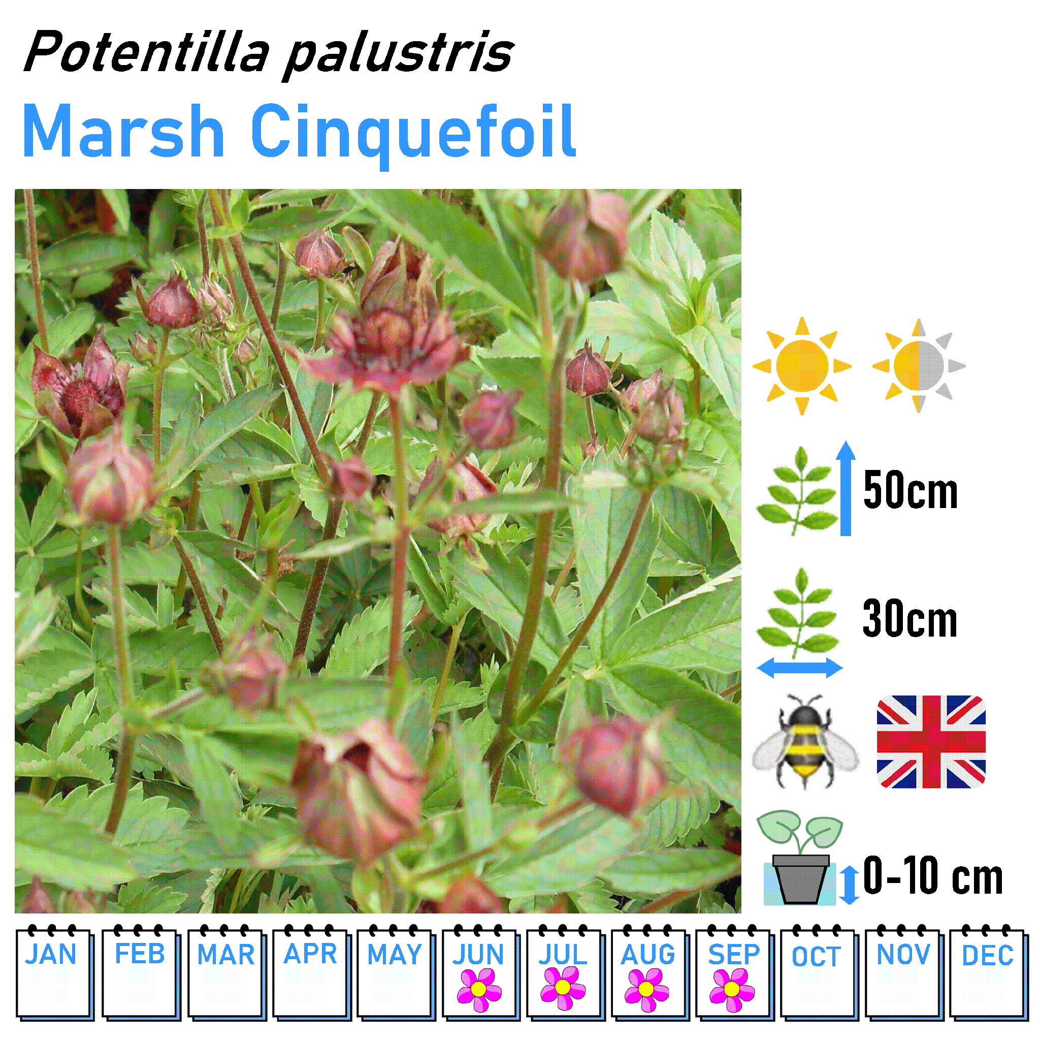 Bushy Flowers - UK NATIVE - Marginal and Bog Pond Plant- 9cm Pot