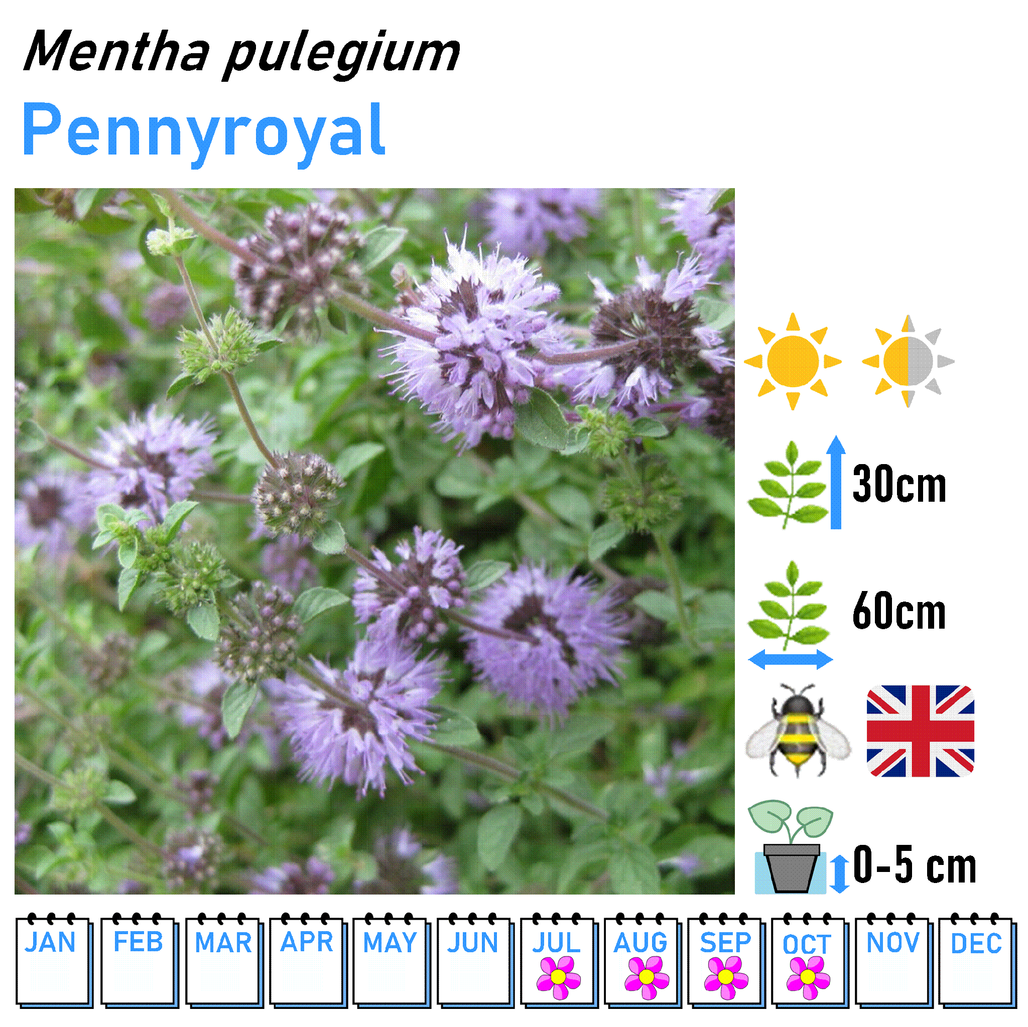 Bushy Flowers - UK NATIVE - Marginal and Bog Pond Plant- 9cm Pot