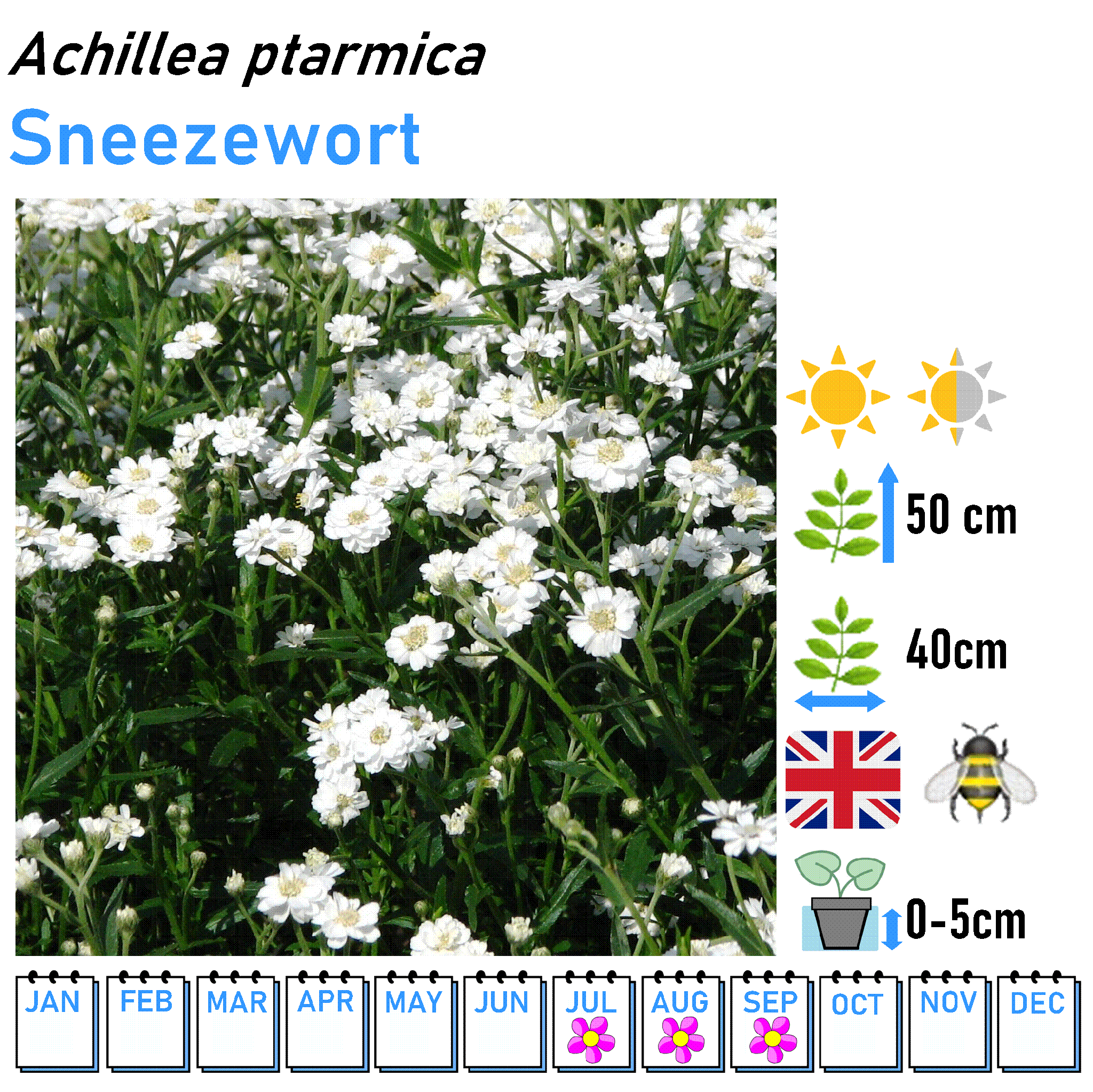 Bushy Flowers - UK NATIVE - Marginal and Bog Pond Plant- 9cm Pot