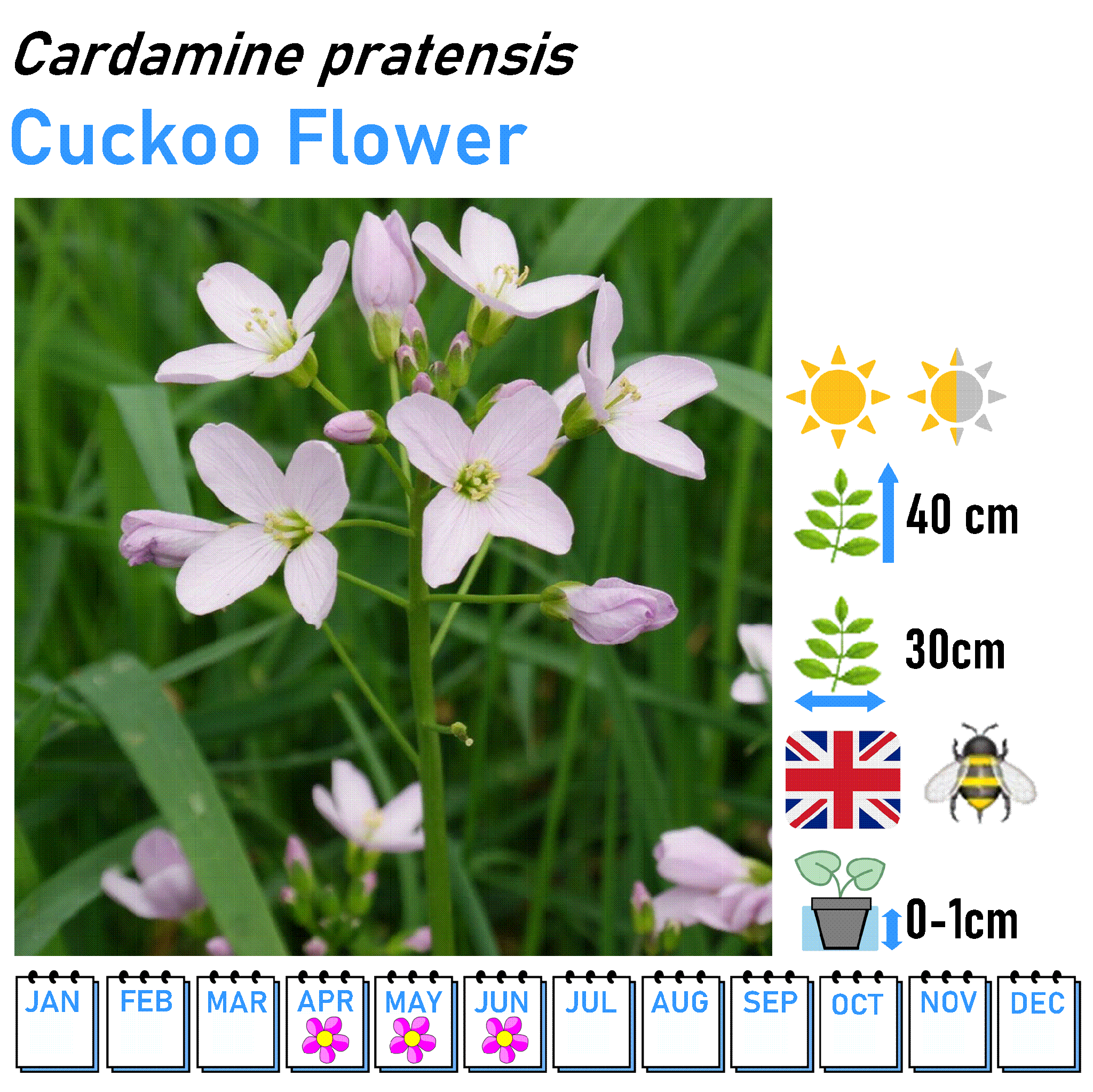 Bushy Flowers - UK NATIVE - Marginal and Bog Pond Plant- 9cm Pot