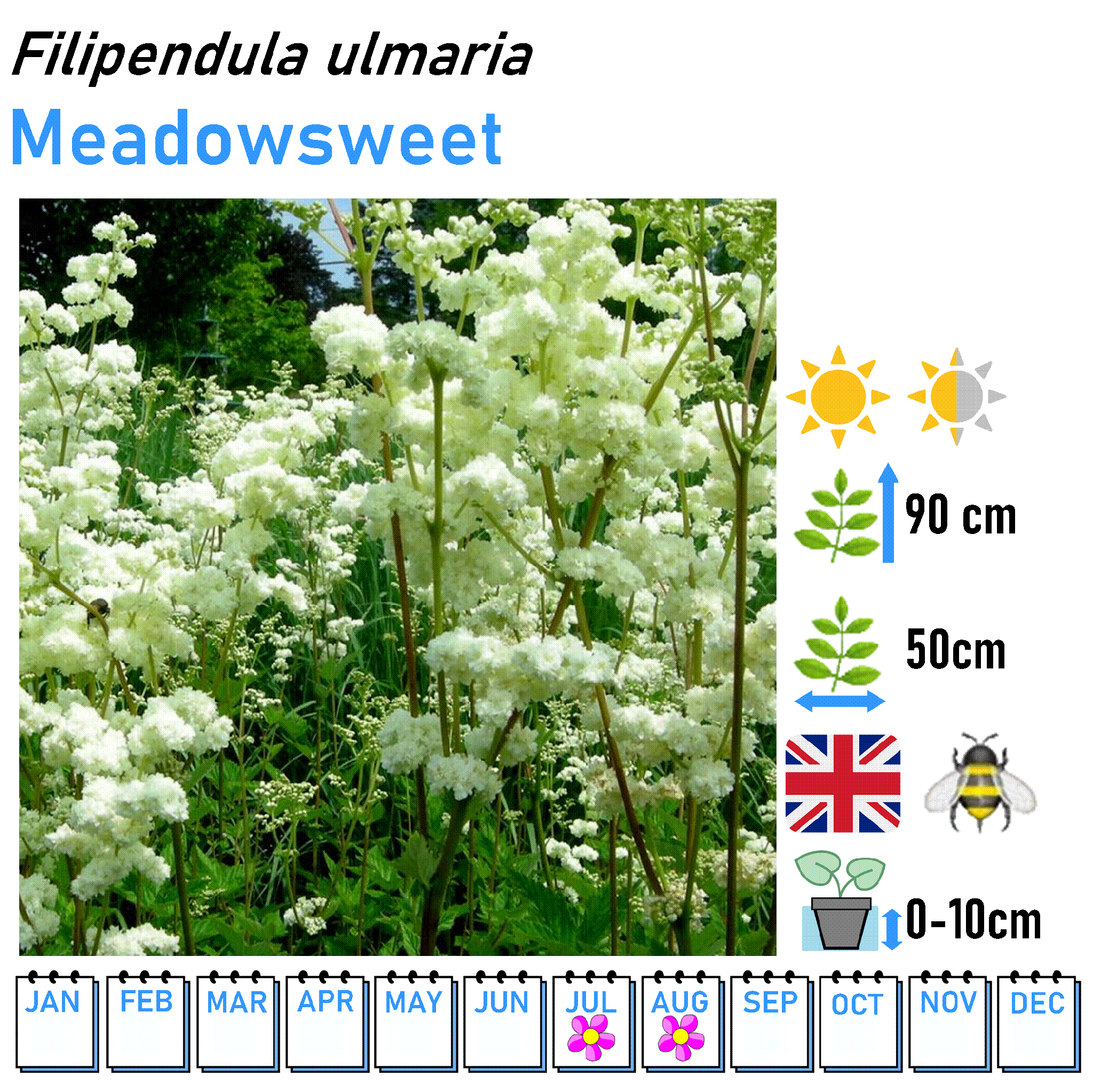 Bushy Flowers - UK NATIVE - Marginal and Bog Pond Plant- 9cm Pot