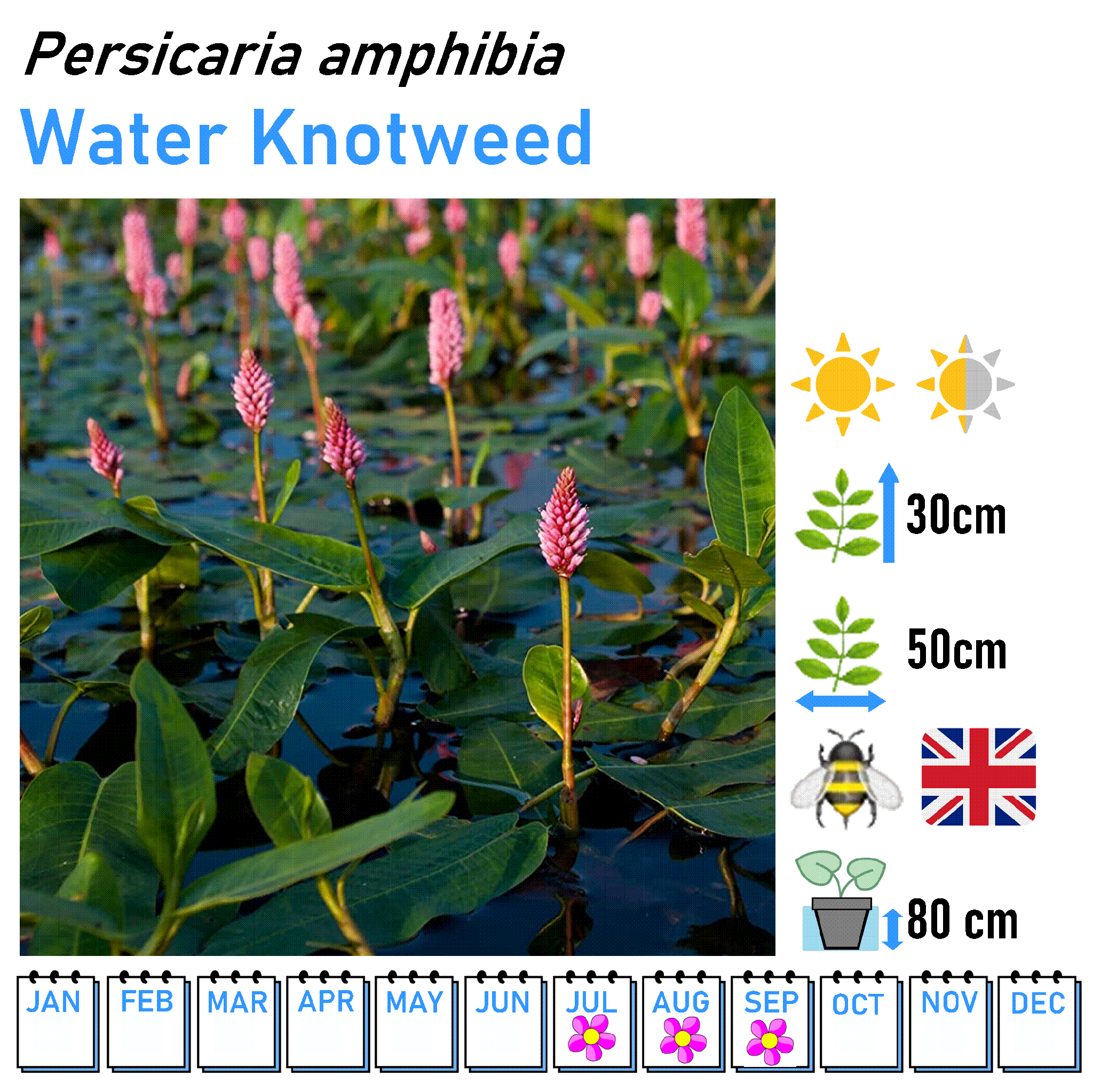 Deep Water - UK NATIVE - Surface Cover - Pond Plants