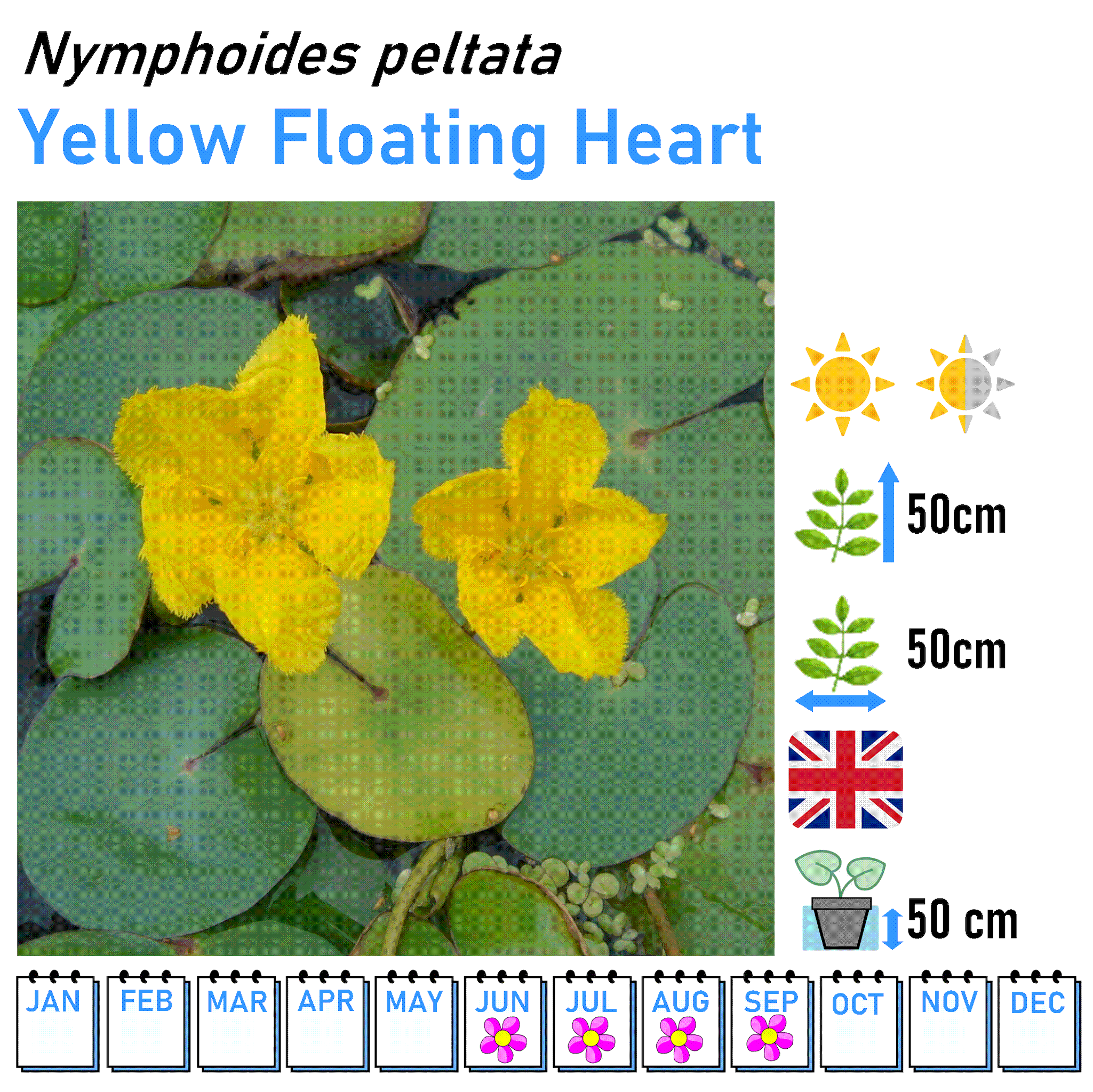 Deep Water - UK NATIVE - Surface Cover - Pond Plants