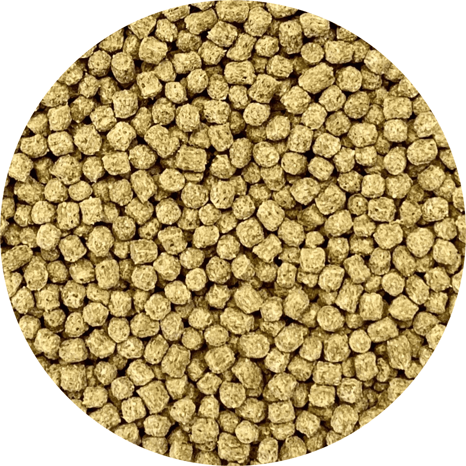 Everyday Pond Food FISH SCIENCE