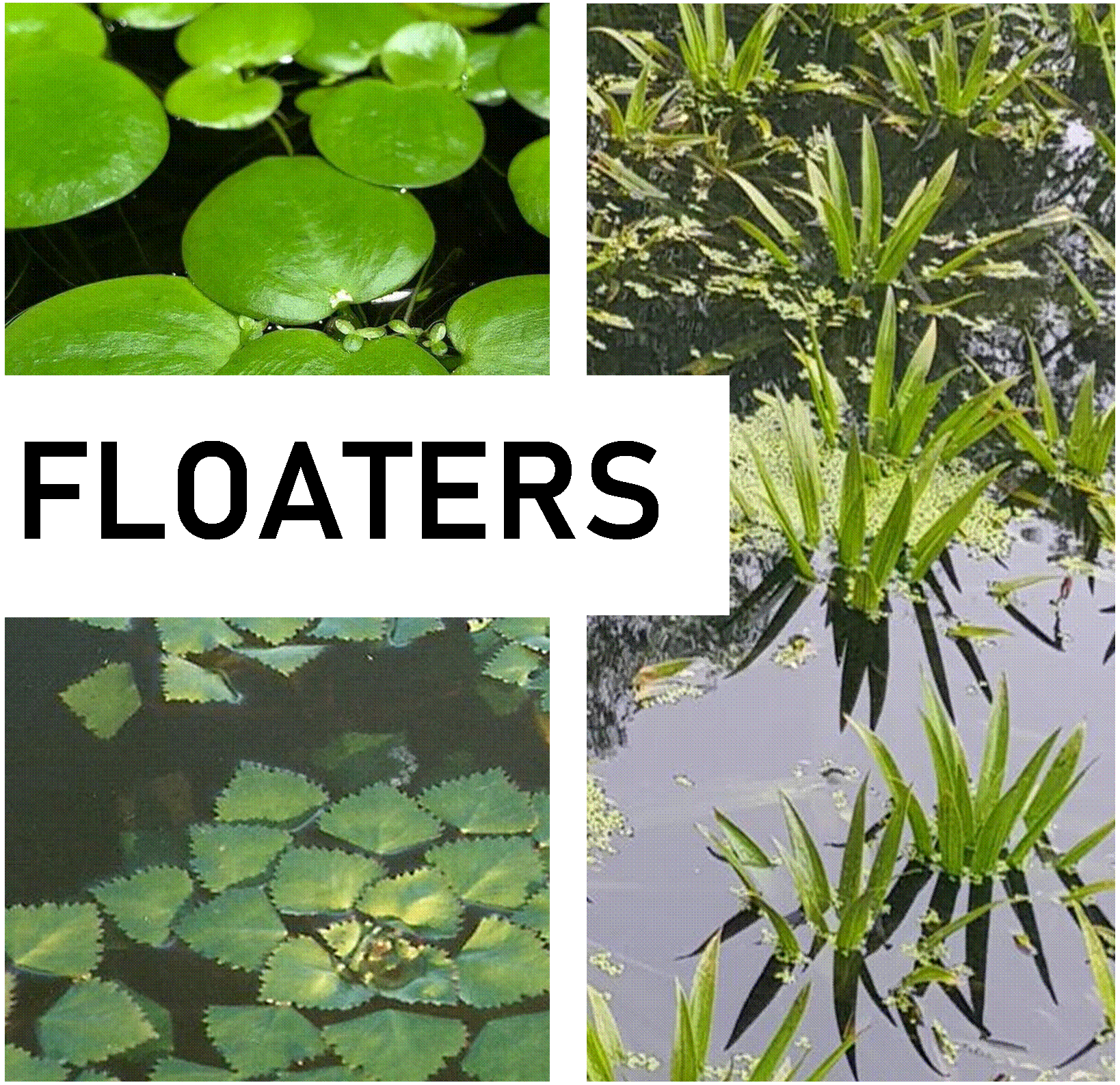 Floating Plants - Surface Cover Shade