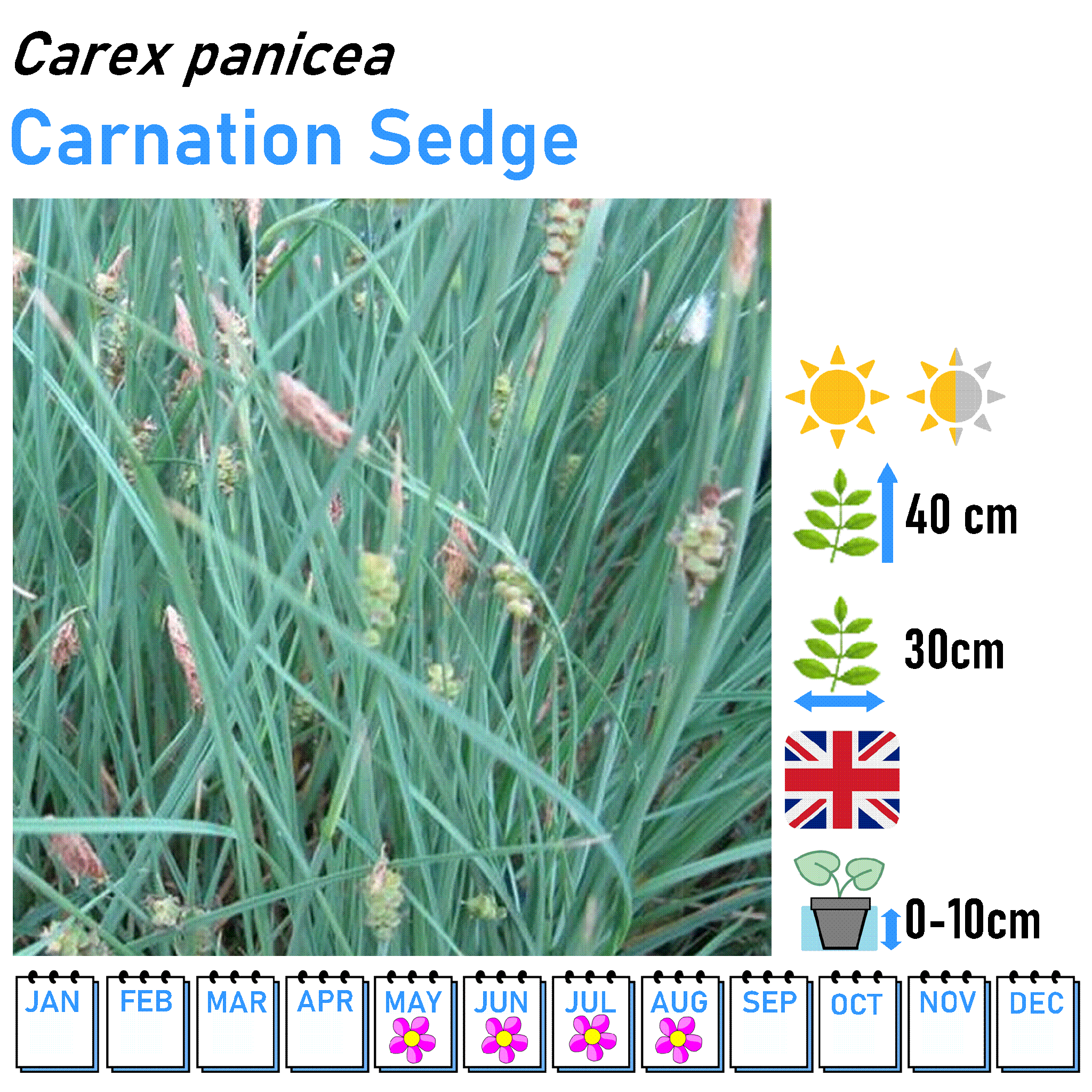 Grasses - UK NATIVE - Marginal and Bog Pond Plant- 9cm Pot