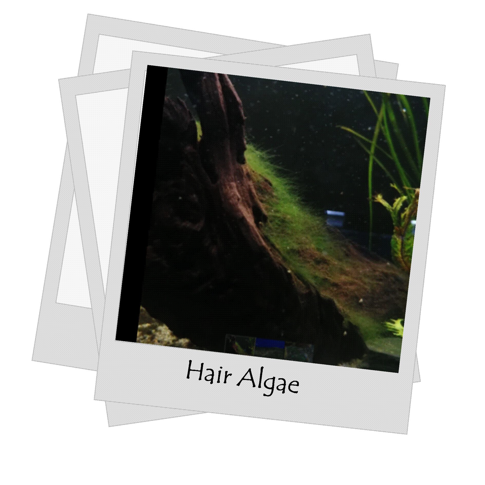 Green Algae Control AQUADIP