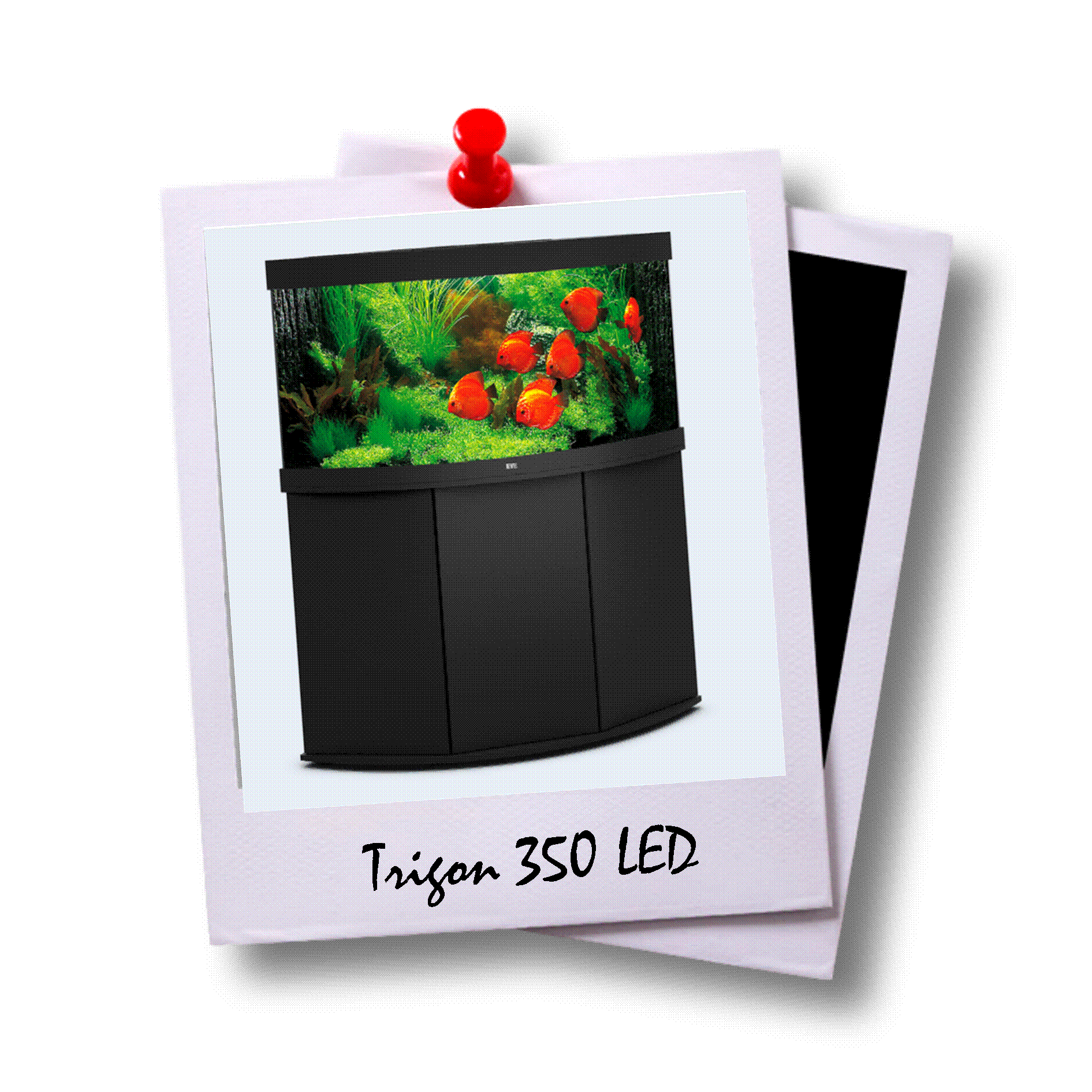 JUWEL Trigon 350 LED Aquarium
