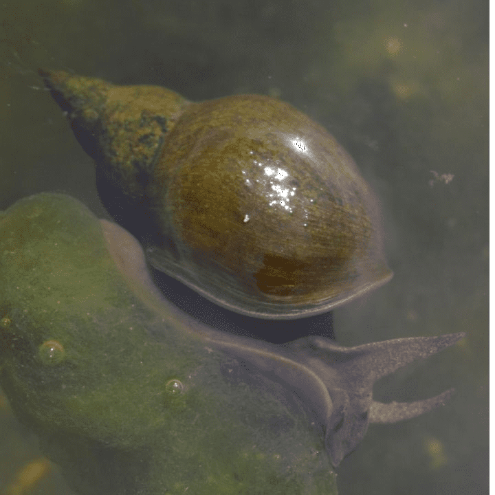 Pond Snails