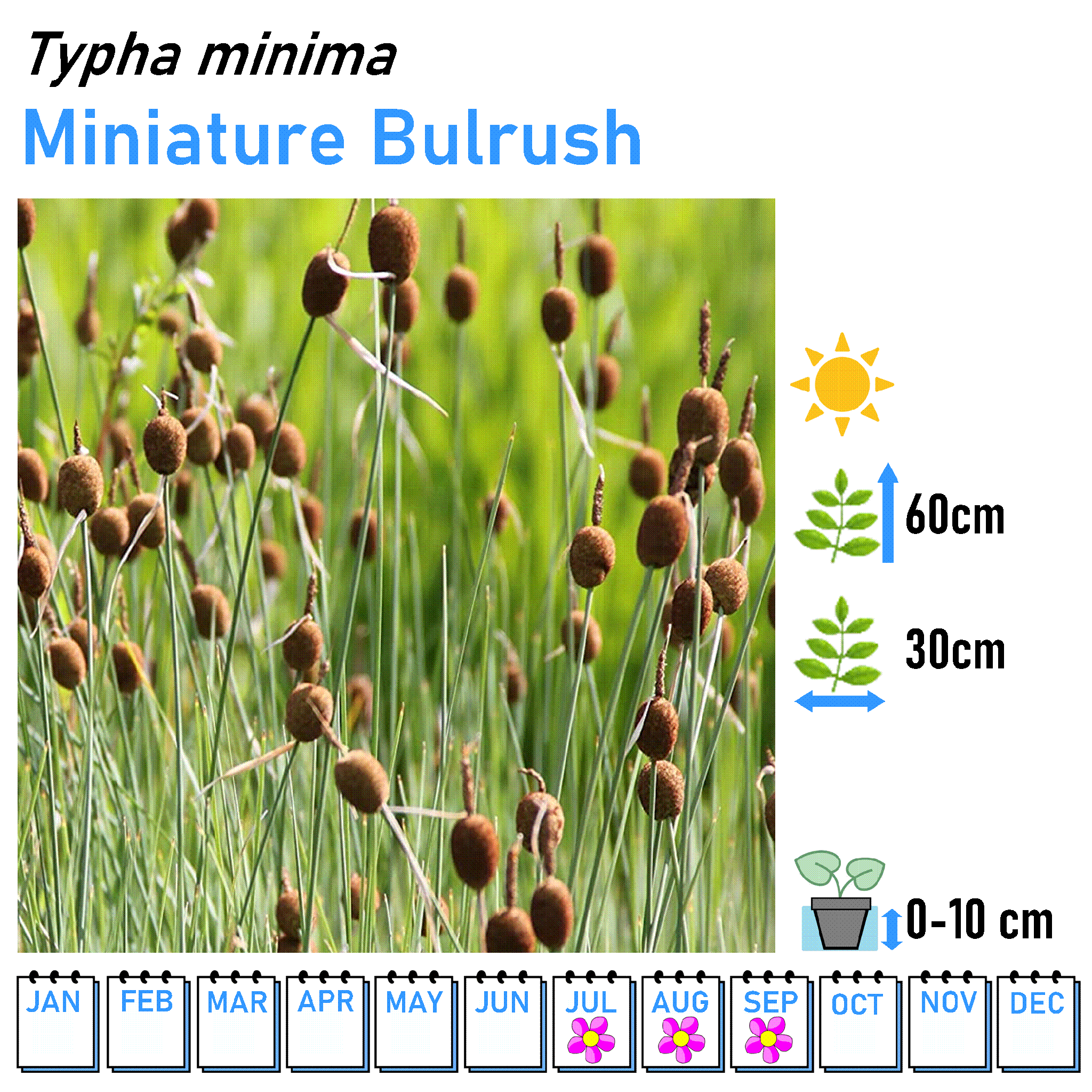 Reeds - Marginal and Bog Pond Plant- 9cm Pot