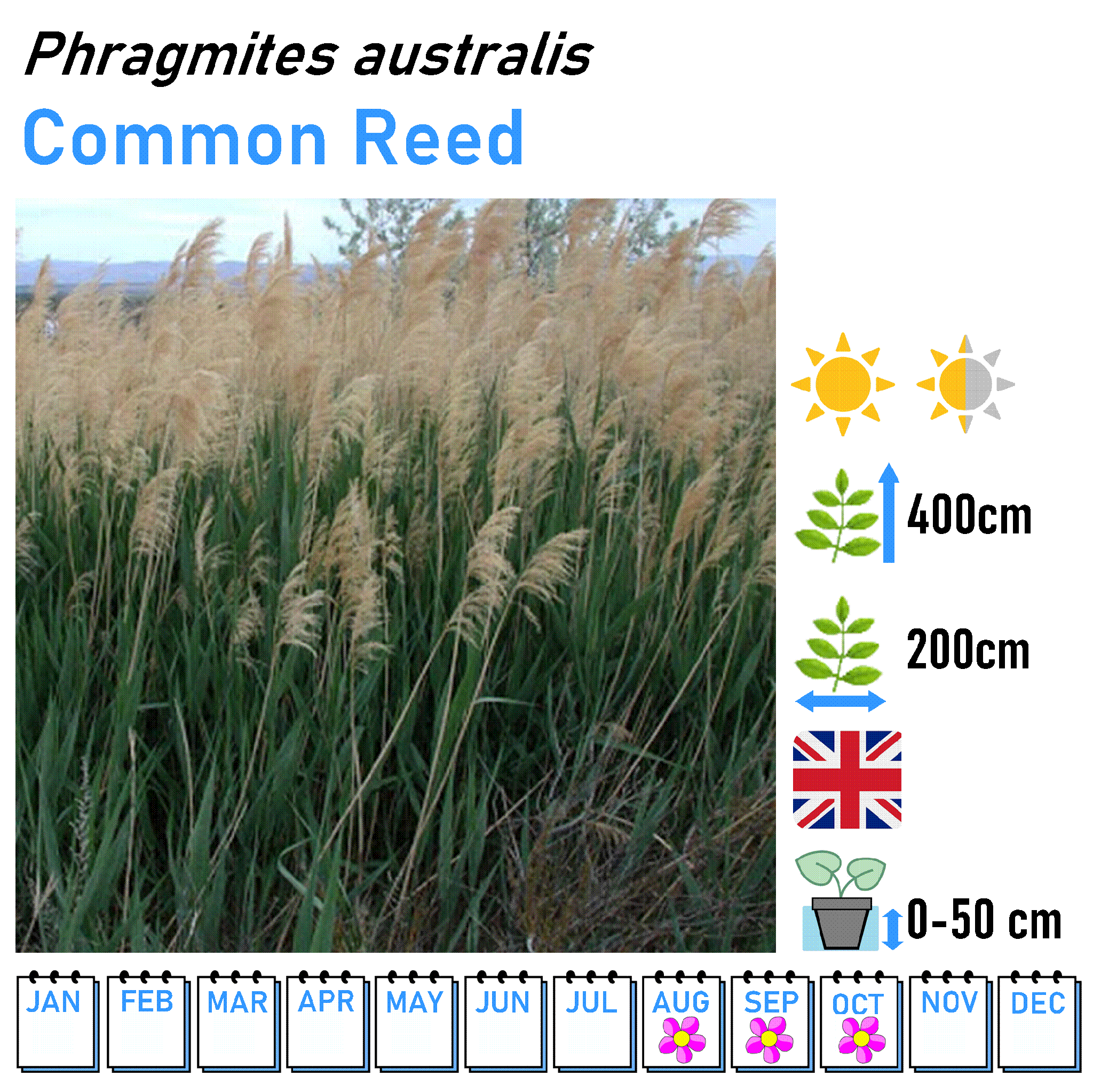 Reeds - Marginal and Bog Pond Plant- 9cm Pot