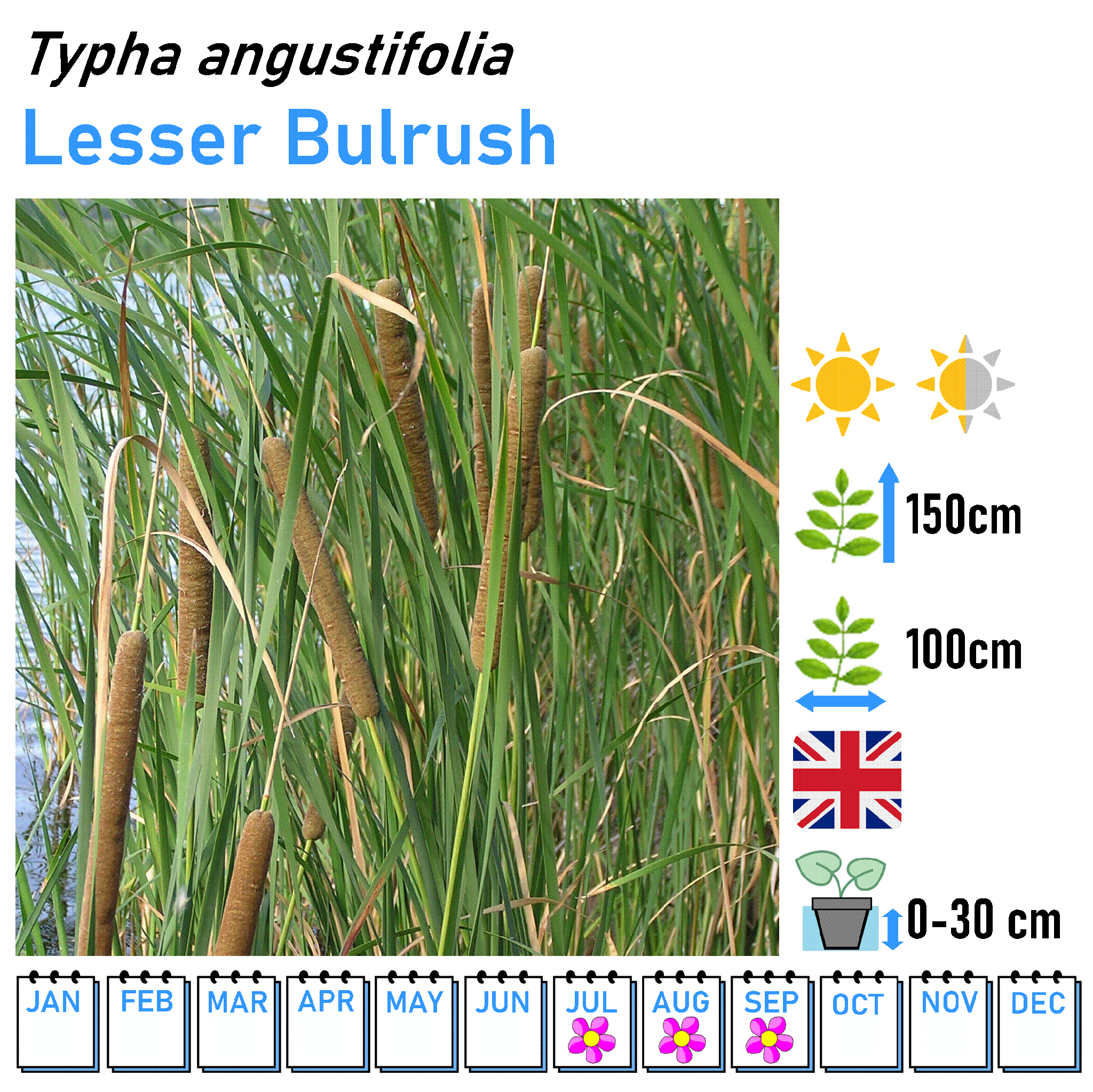 Reeds - UK NATIVE - Marginal and Bog Pond Plant- 9cm Pot