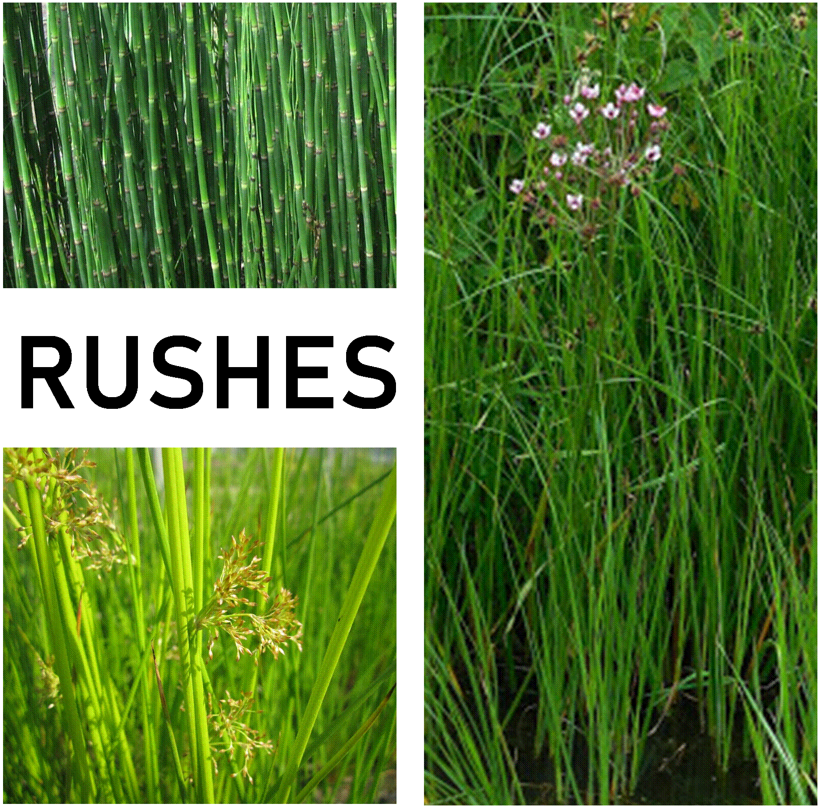 Rushes - Marginal and Bog Pond Plant- 9cm Pot