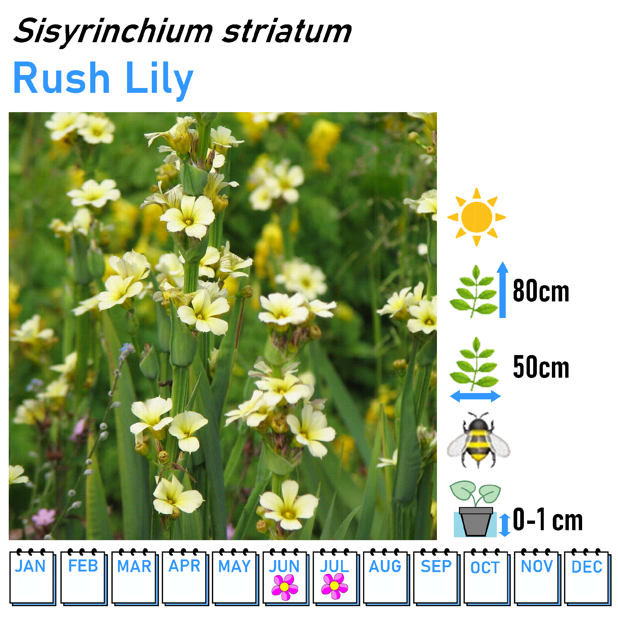 Slim Flowers - Marginal and Bog Pond Plant- 9cm Pot