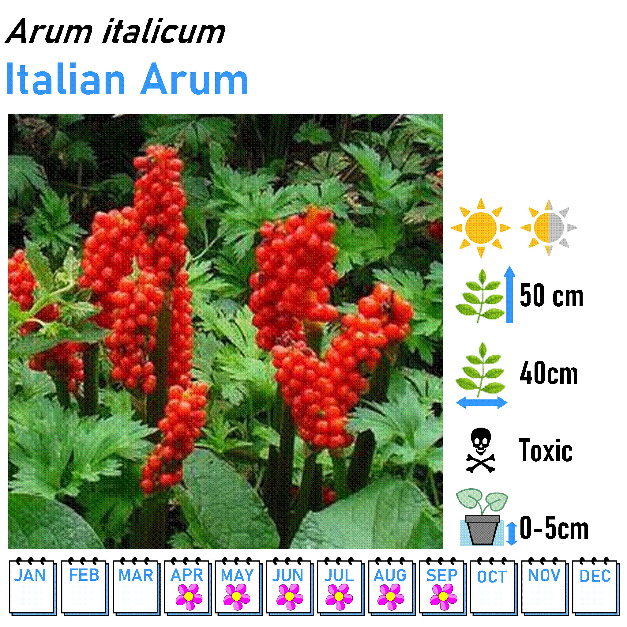 Slim Flowers - Marginal and Bog Pond Plant- 9cm Pot