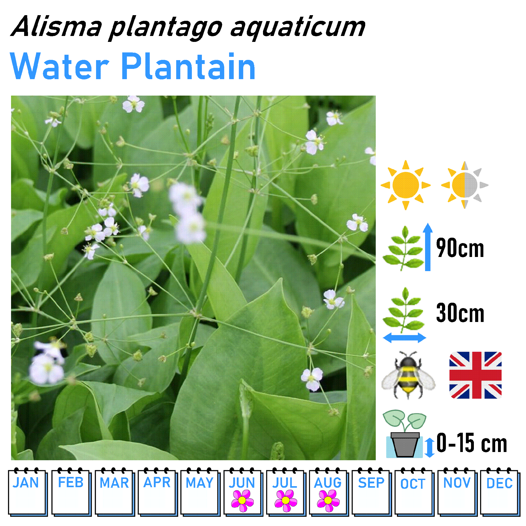 Slim Flowers - Marginal and Bog Pond Plant- 9cm Pot