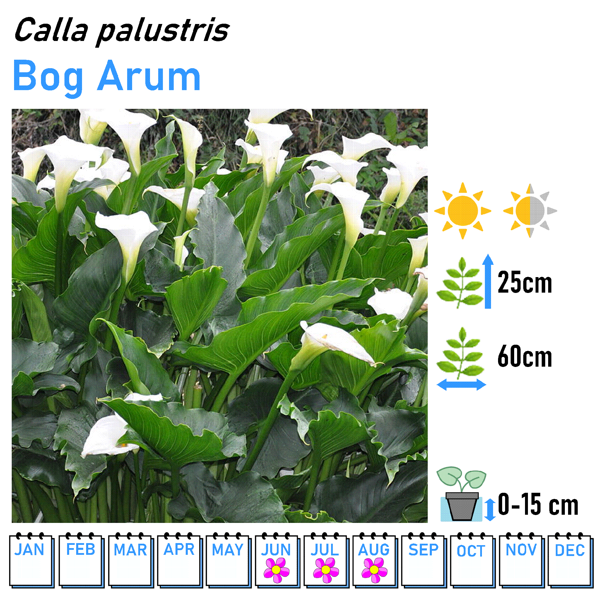 Slim Flowers - Marginal and Bog Pond Plant- 9cm Pot