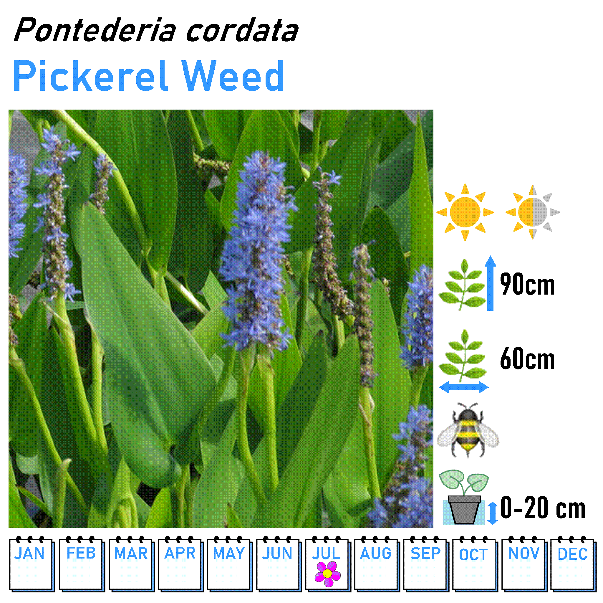 Slim Flowers - Marginal and Bog Pond Plant- 9cm Pot