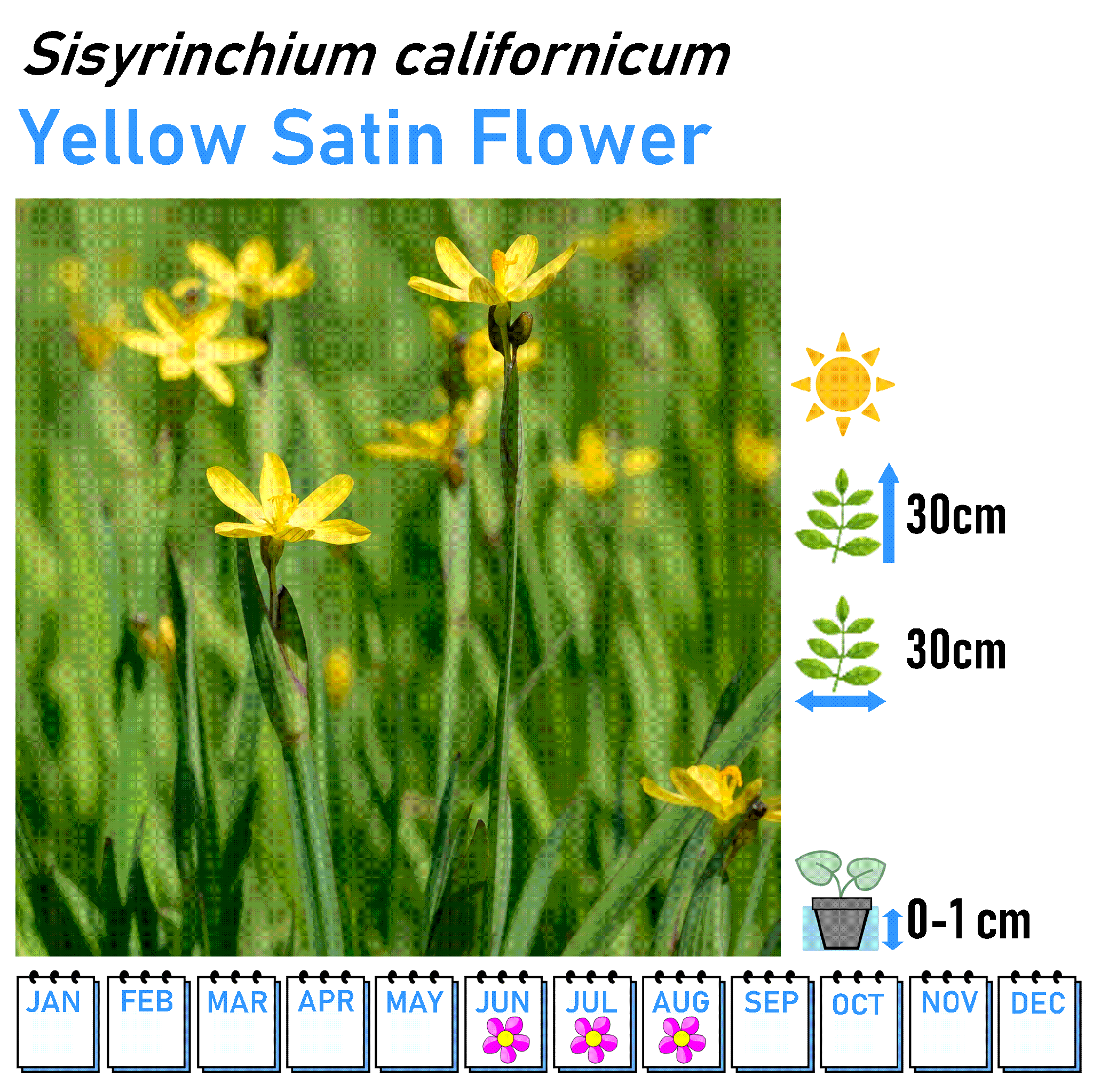 Slim Flowers - Marginal and Bog Pond Plant- 9cm Pot