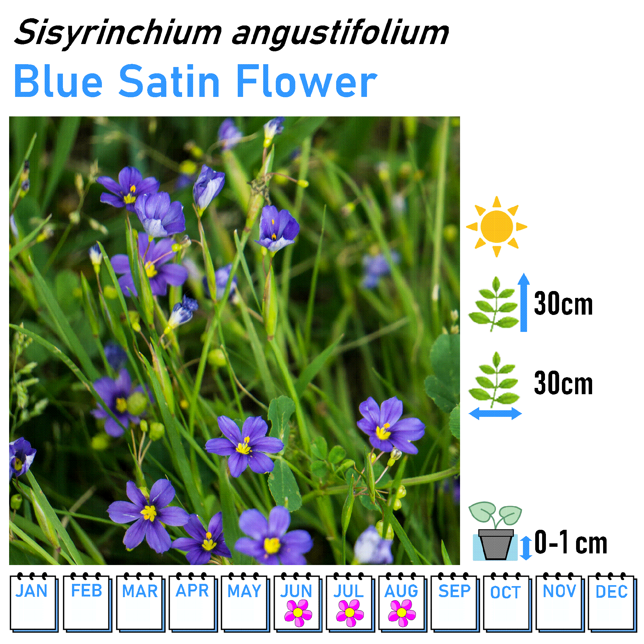 Slim Flowers - Marginal and Bog Pond Plant- 9cm Pot