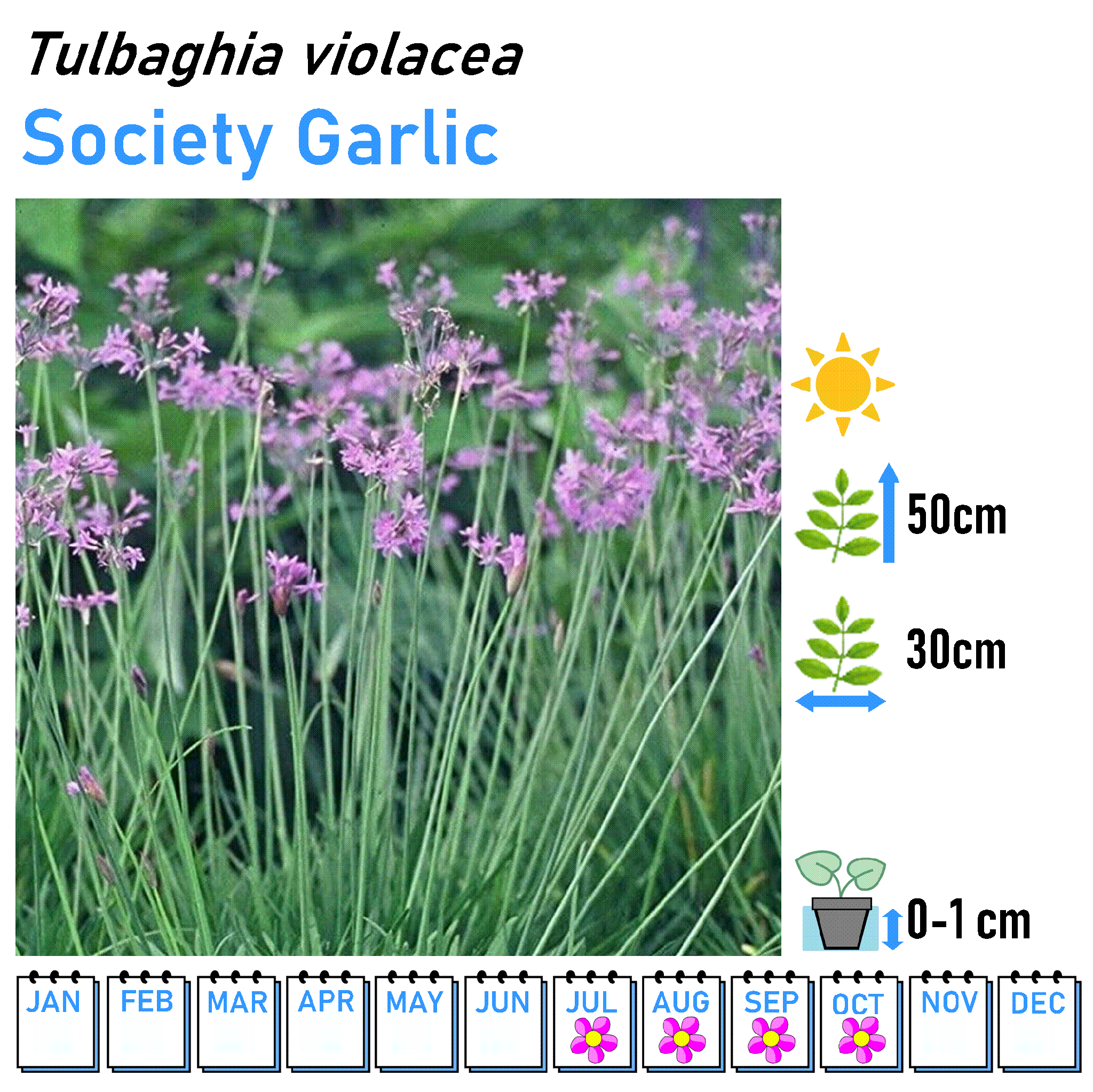 Slim Flowers - Marginal and Bog Pond Plant- 9cm Pot