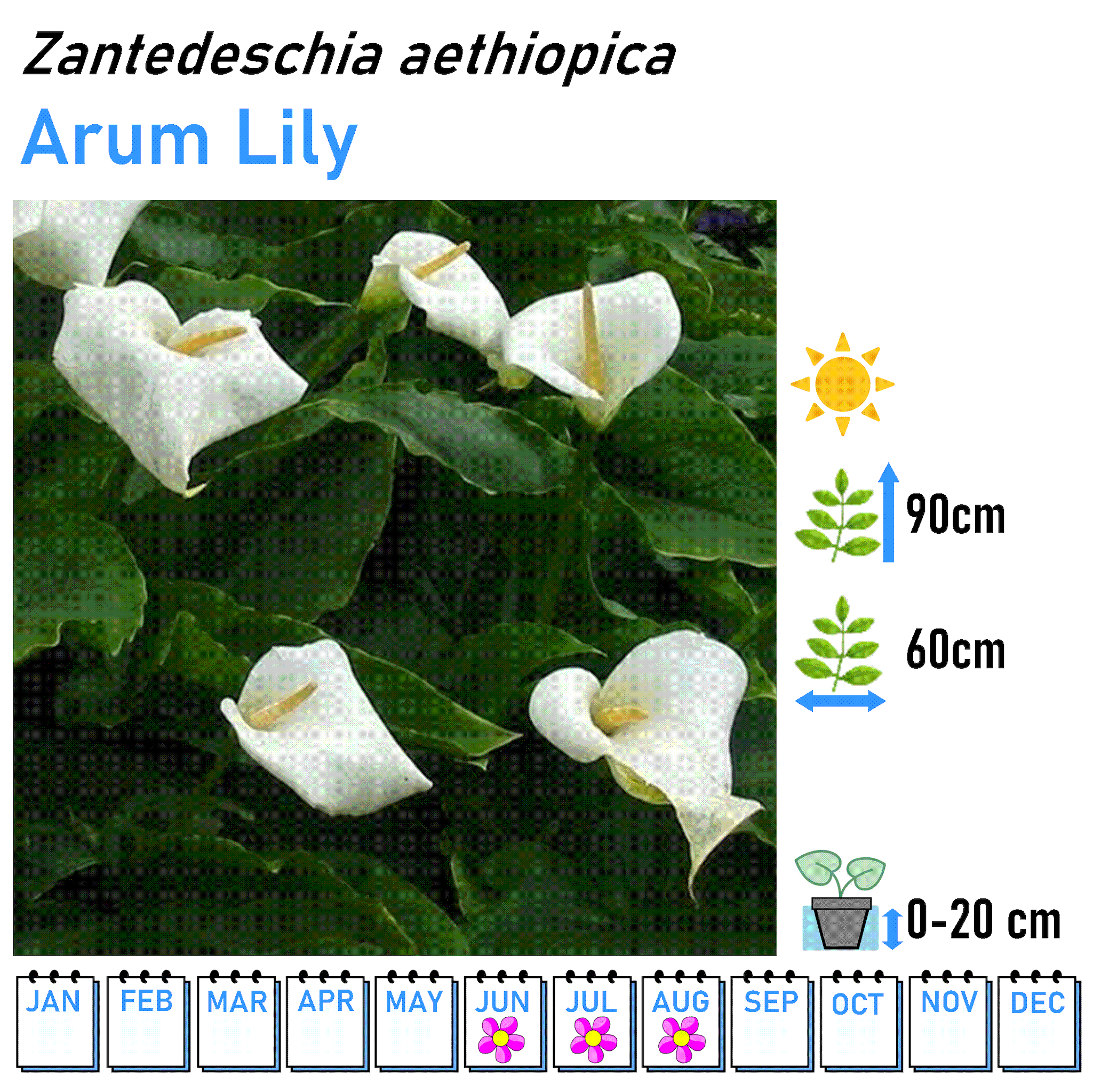 Slim Flowers - Marginal and Bog Pond Plant- 9cm Pot