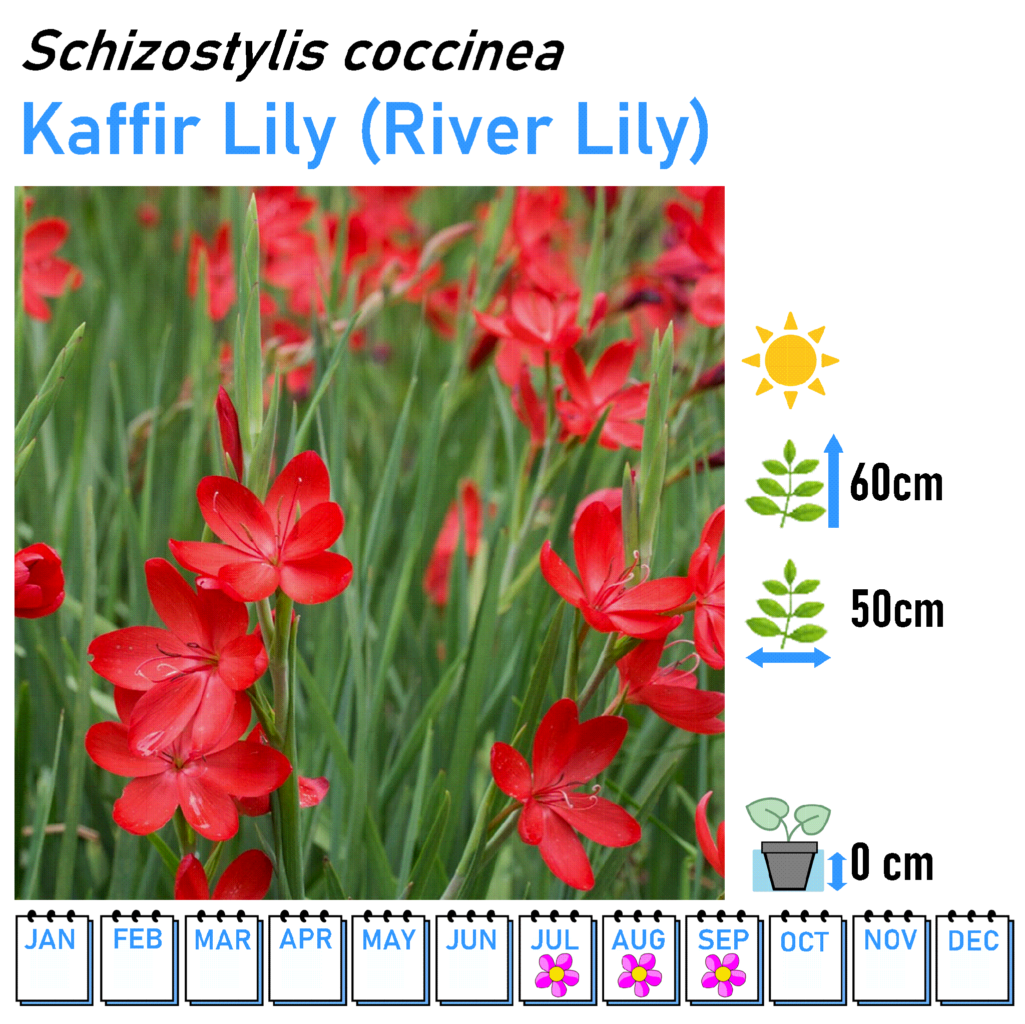 Slim Flowers - Marginal and Bog Pond Plant- 9cm Pot