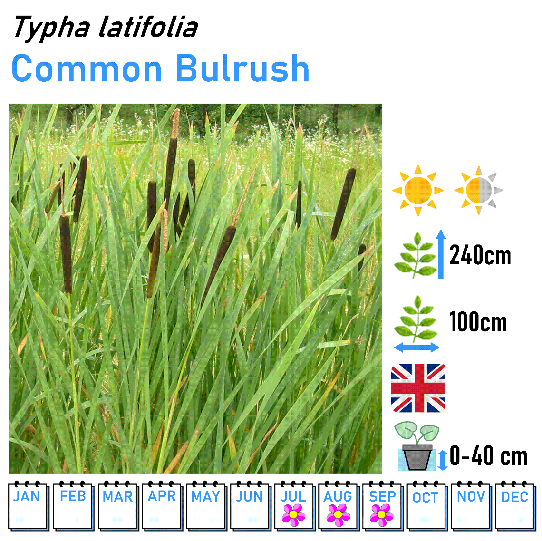 UK Native - Marginal and Bog Pond Plant- 9cm Pot