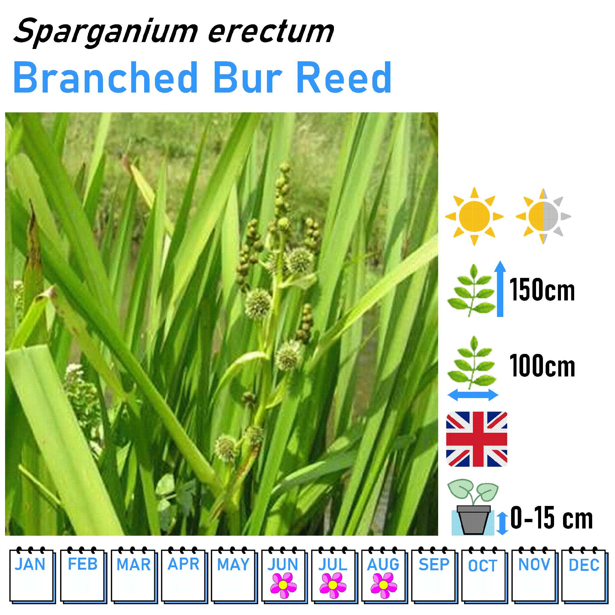 UK Native - Marginal and Bog Pond Plant- 9cm Pot